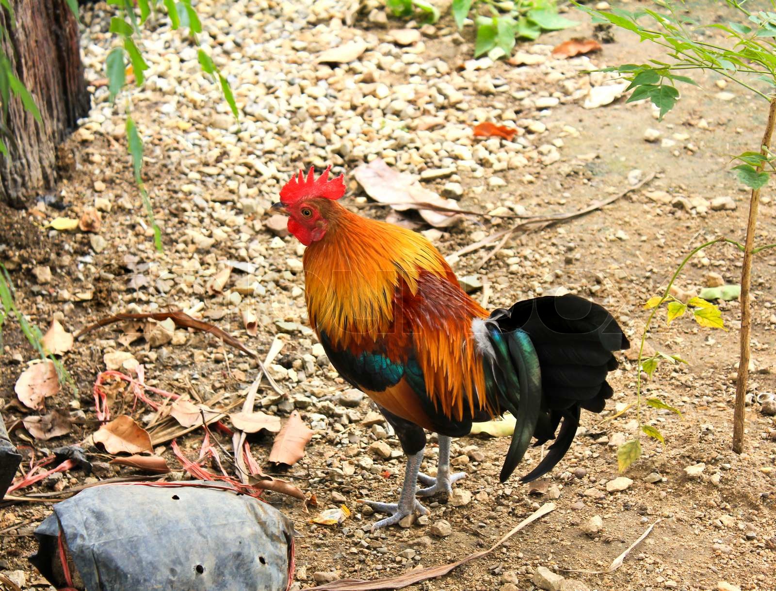 Thai Rooster | Stock image | Colourbox