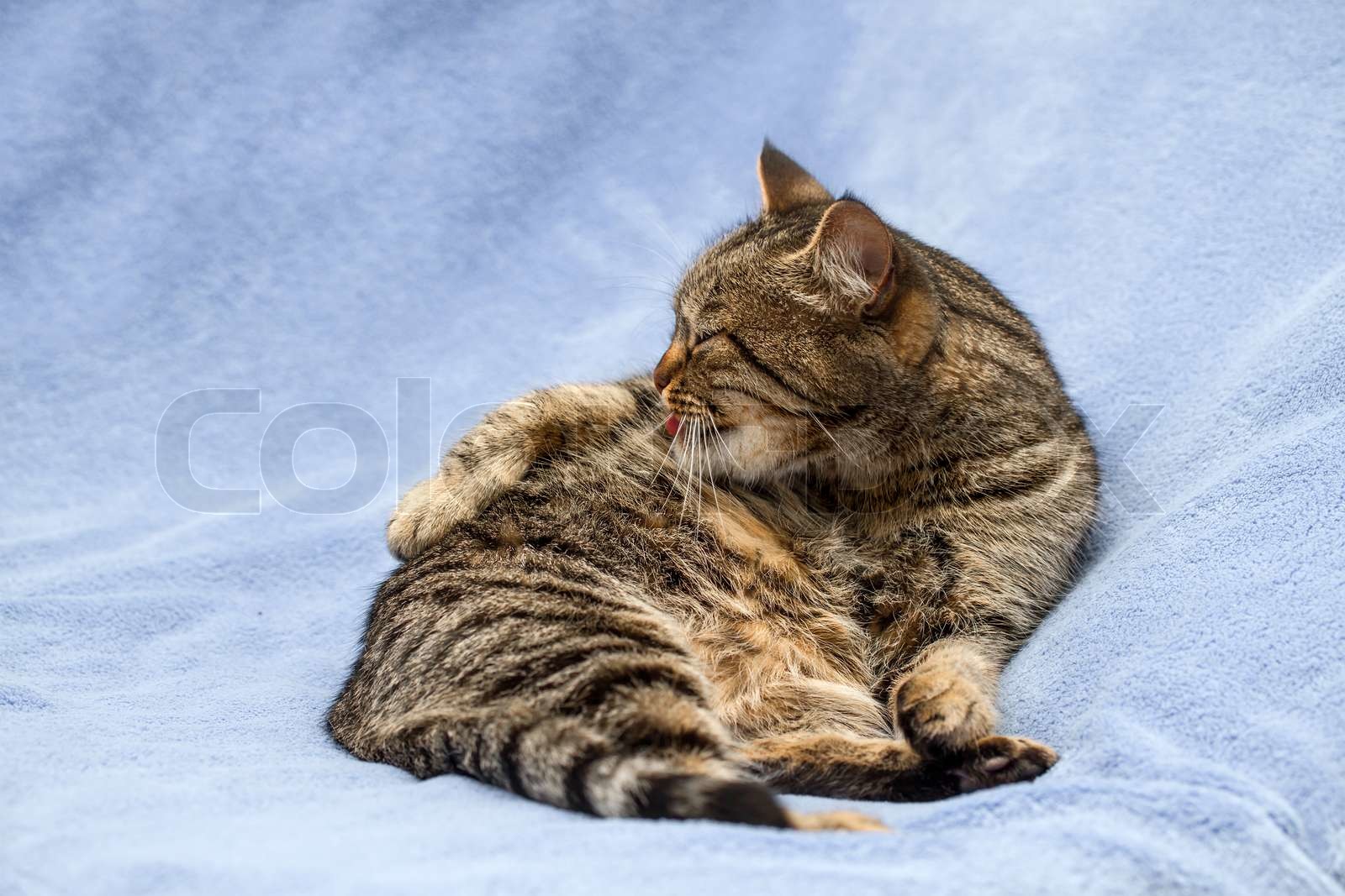 European cat | Stock image | Colourbox