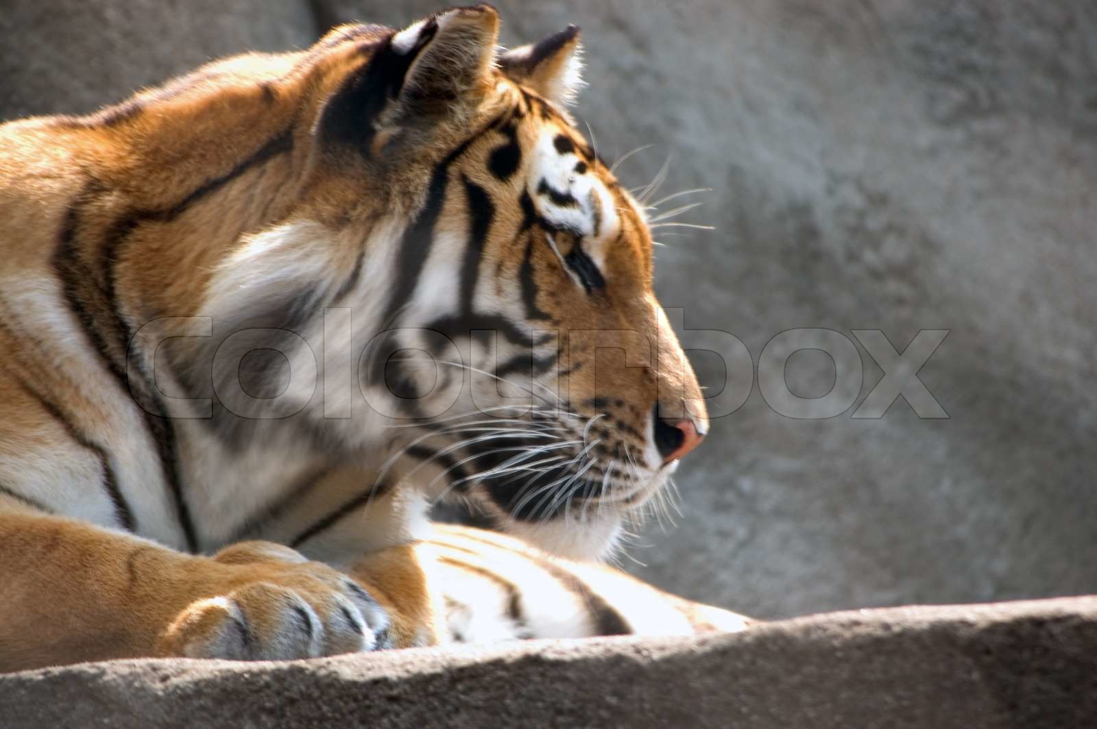 Tiger | Stock Bild | Colourbox