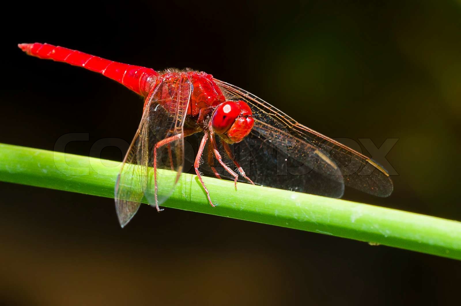 red dragonfly | Stock image | Colourbox