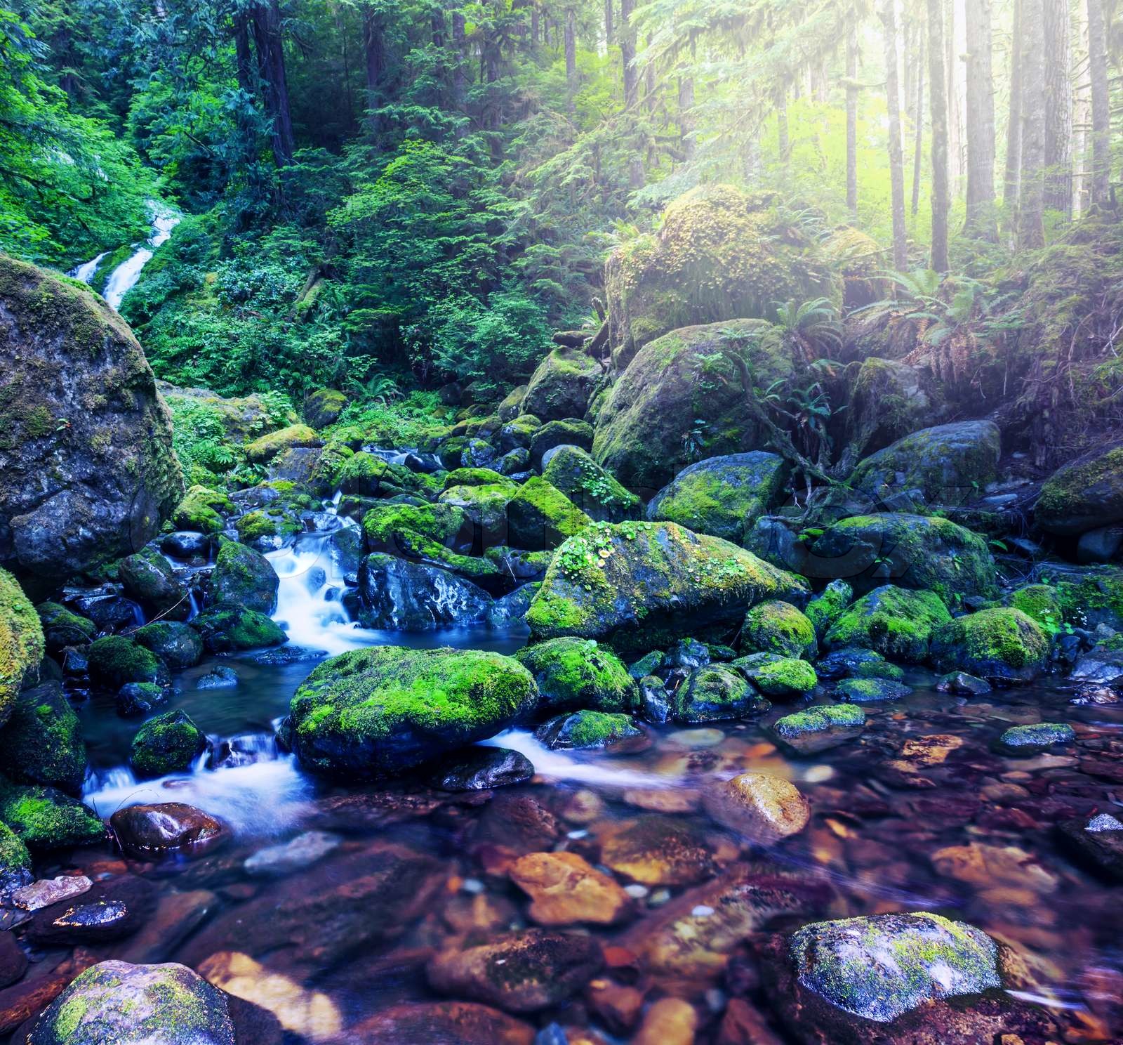 Forest | Stock image | Colourbox