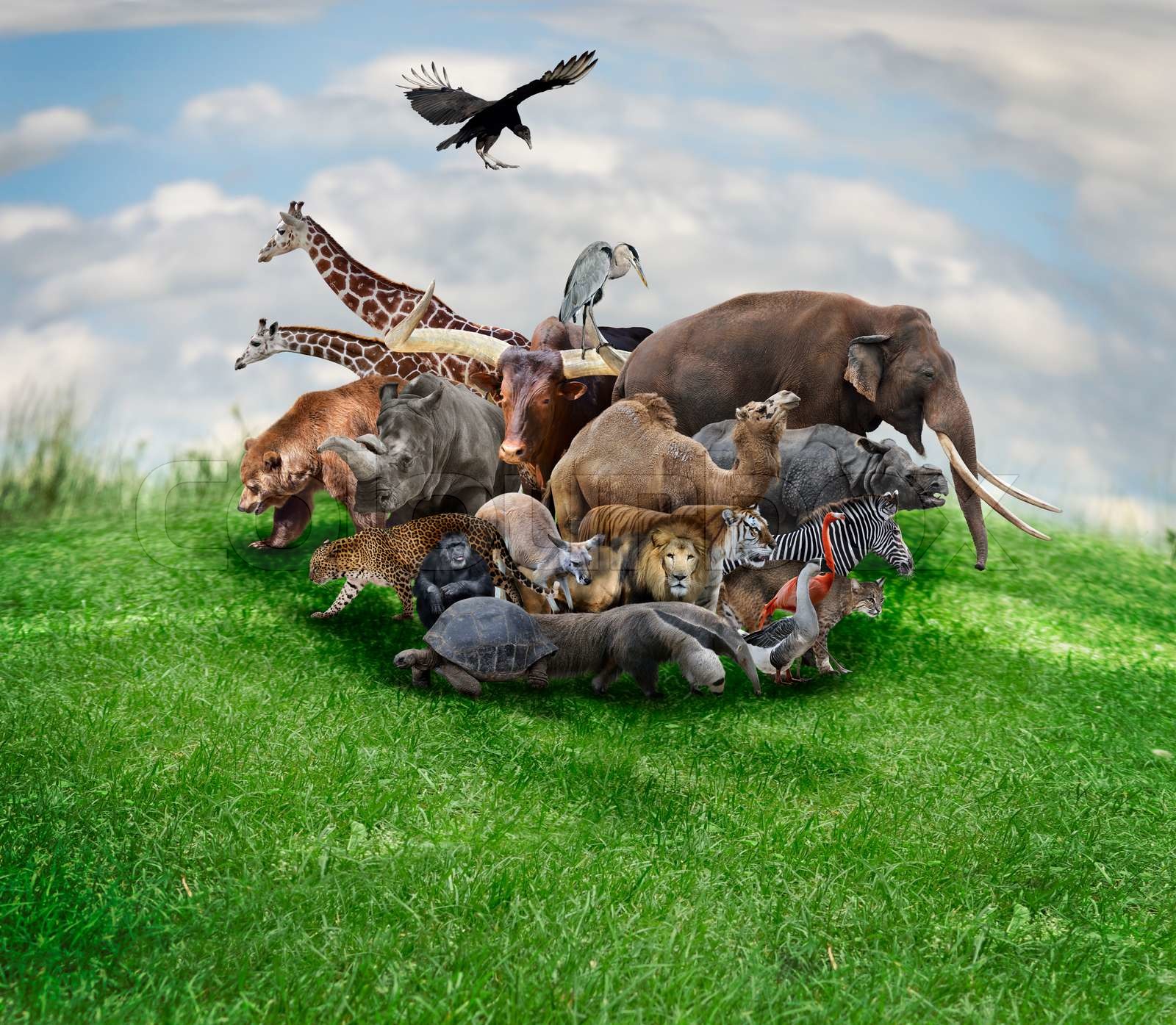 Tiere Konzepte | Stock Bild | Colourbox