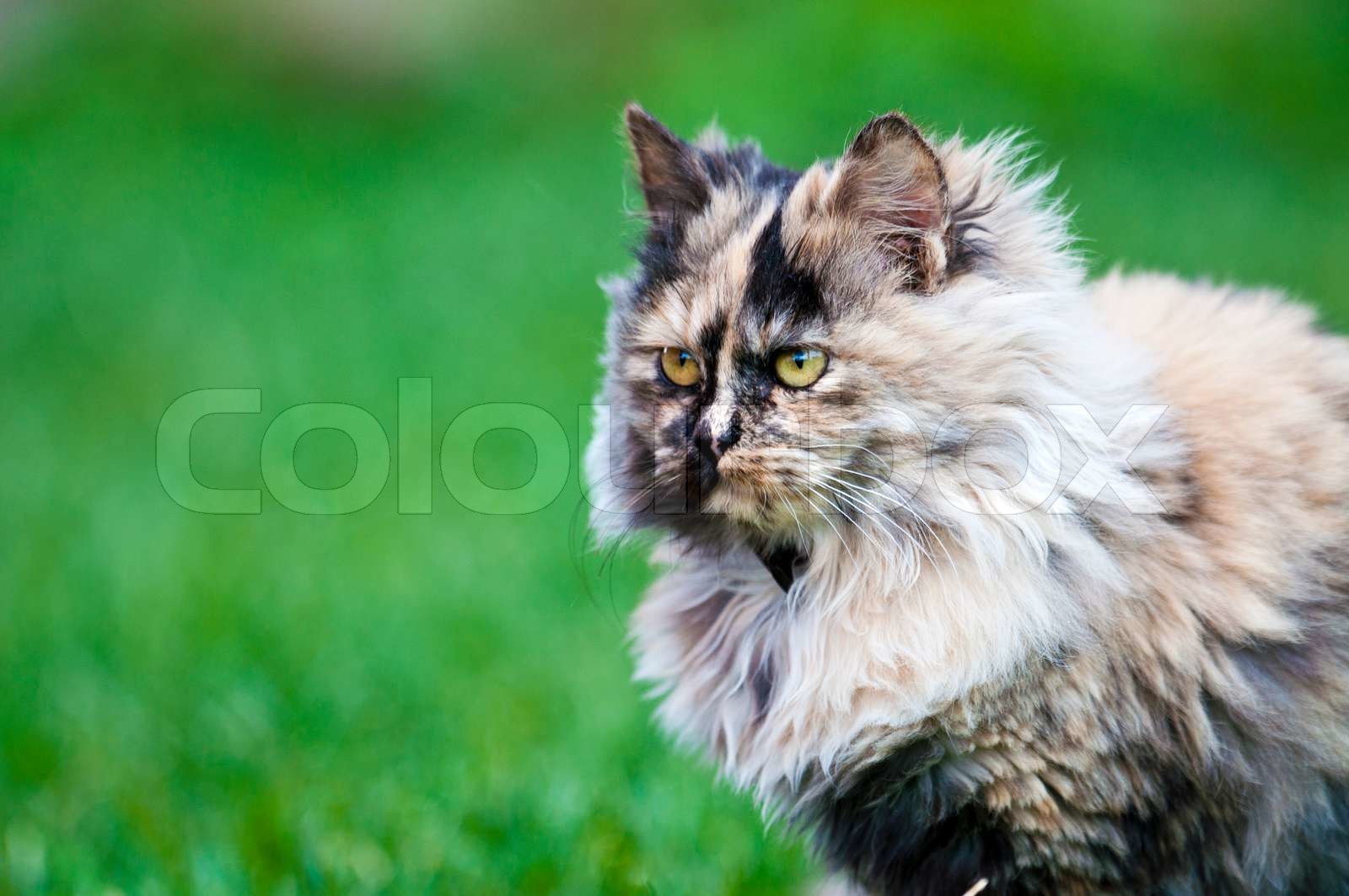 Perserkatze auf dem Rasen | Stock Bild | Colourbox