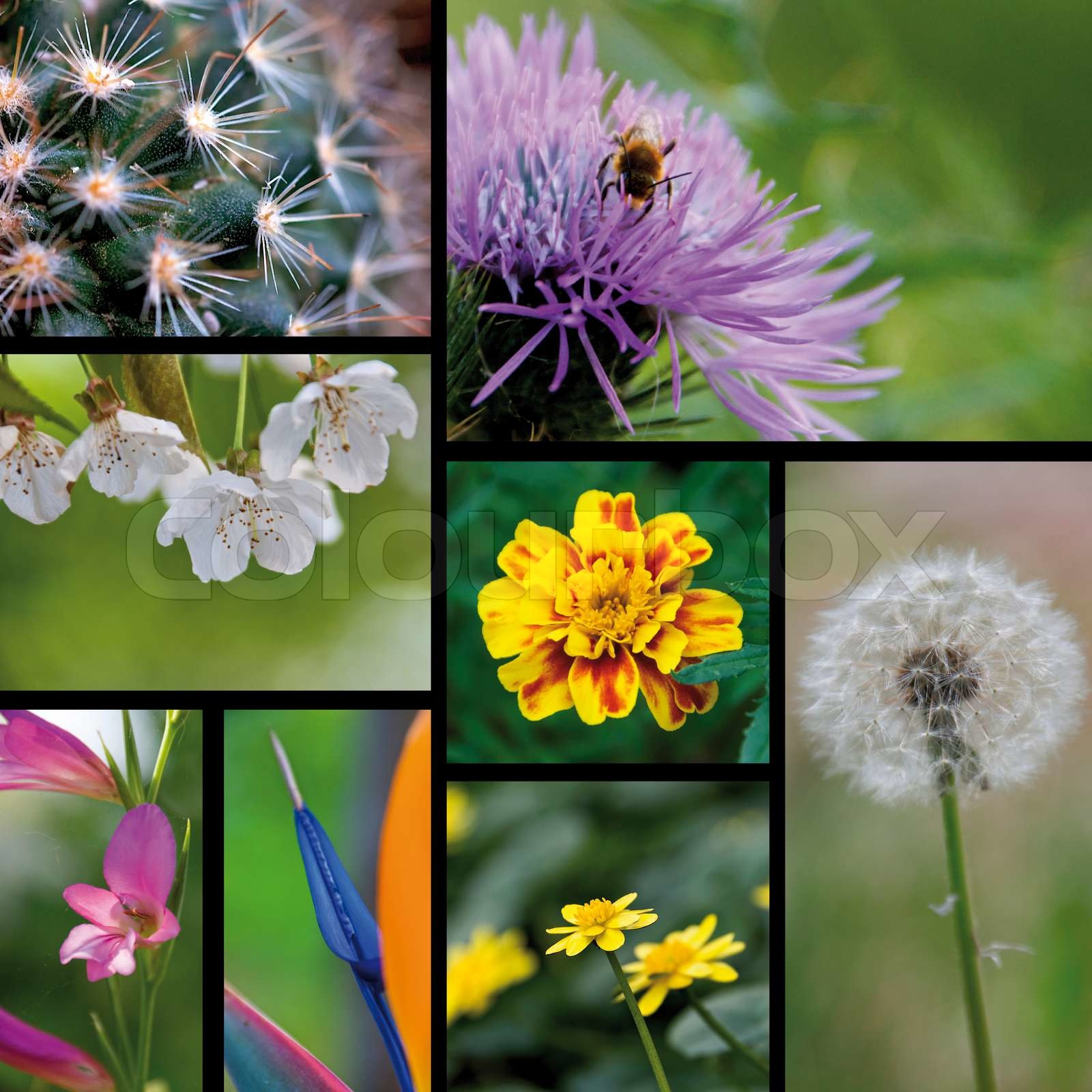 Blumen Collage | Stock Bild | Colourbox