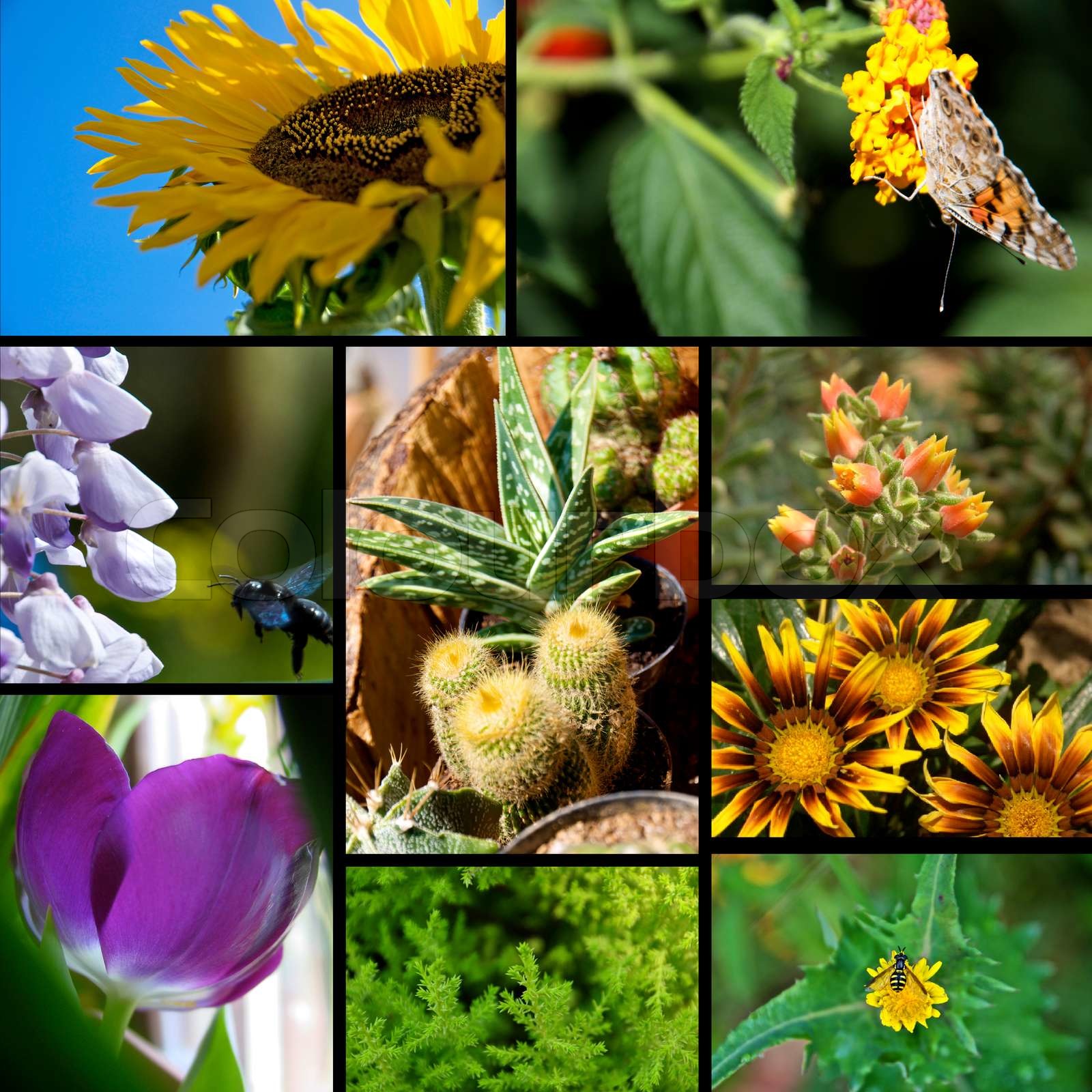 Blumen Collage | Stock Bild | Colourbox