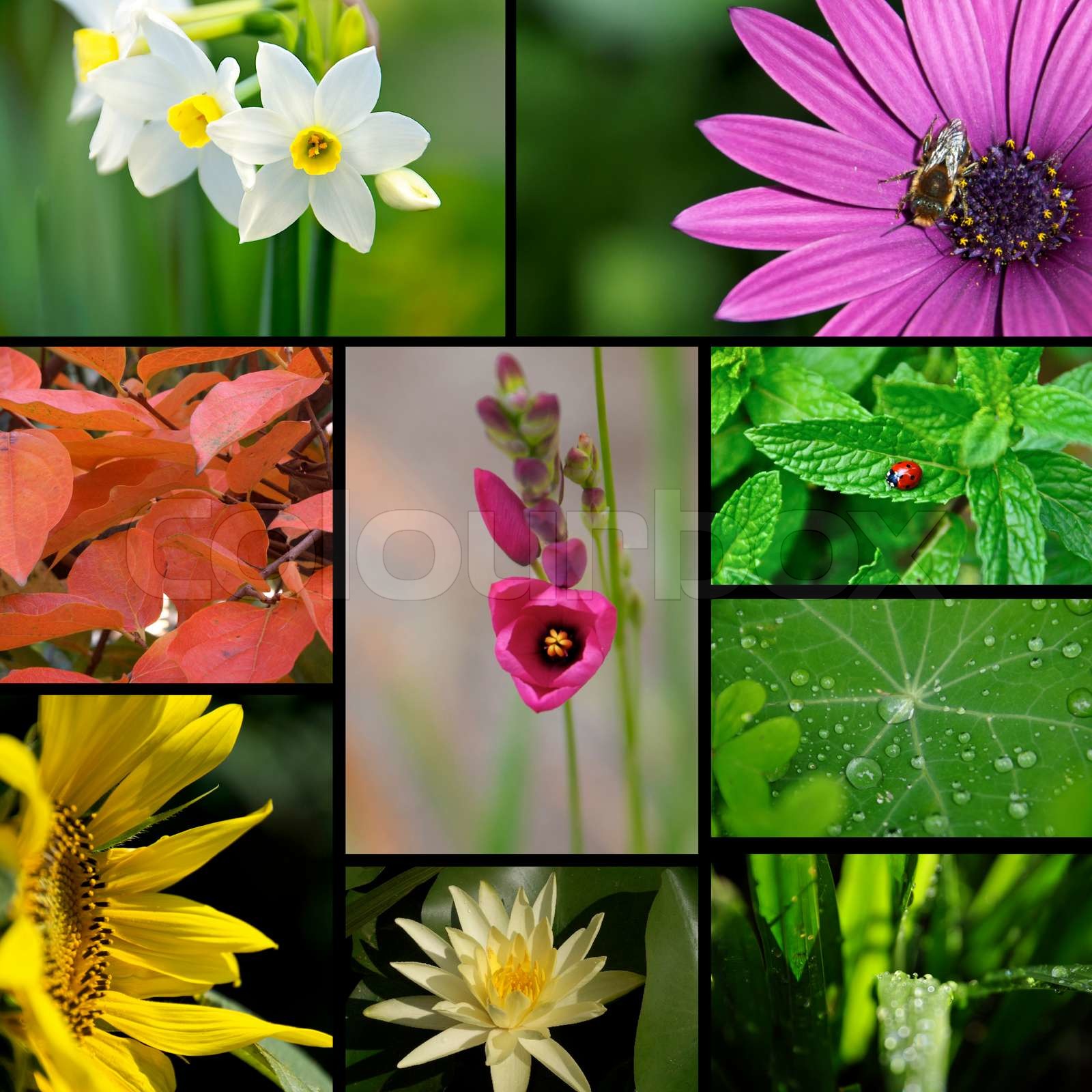 Blumen Collage | Stock Bild | Colourbox
