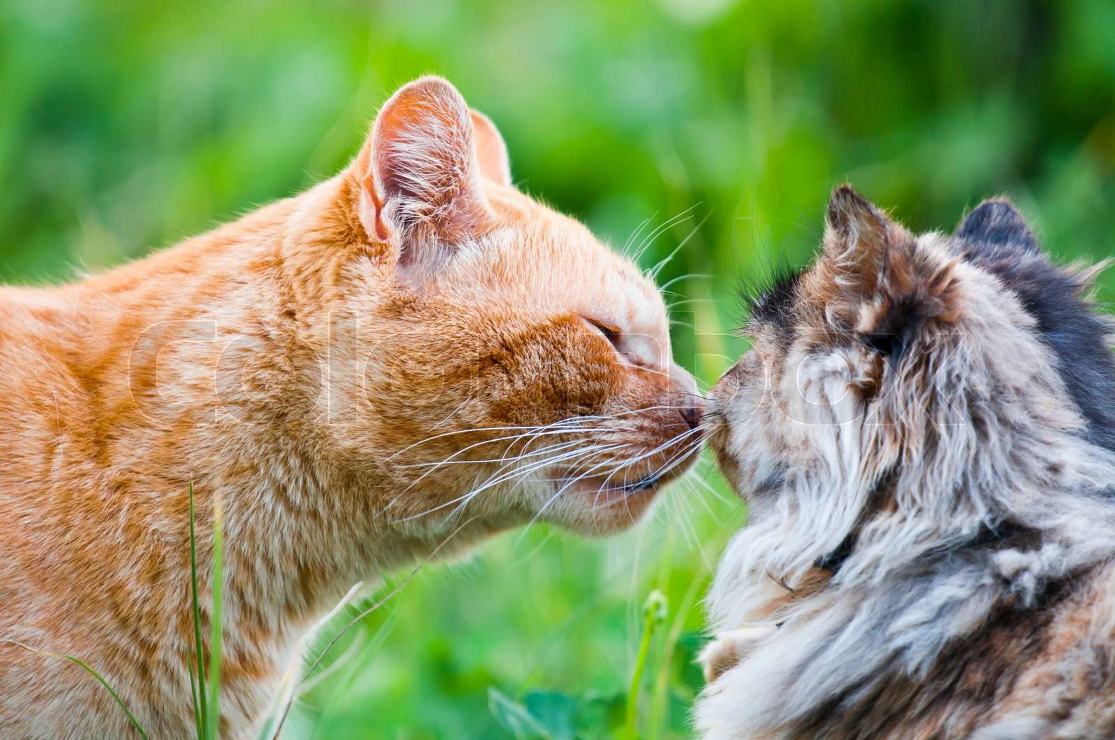 cat kiss | Stock image | Colourbox