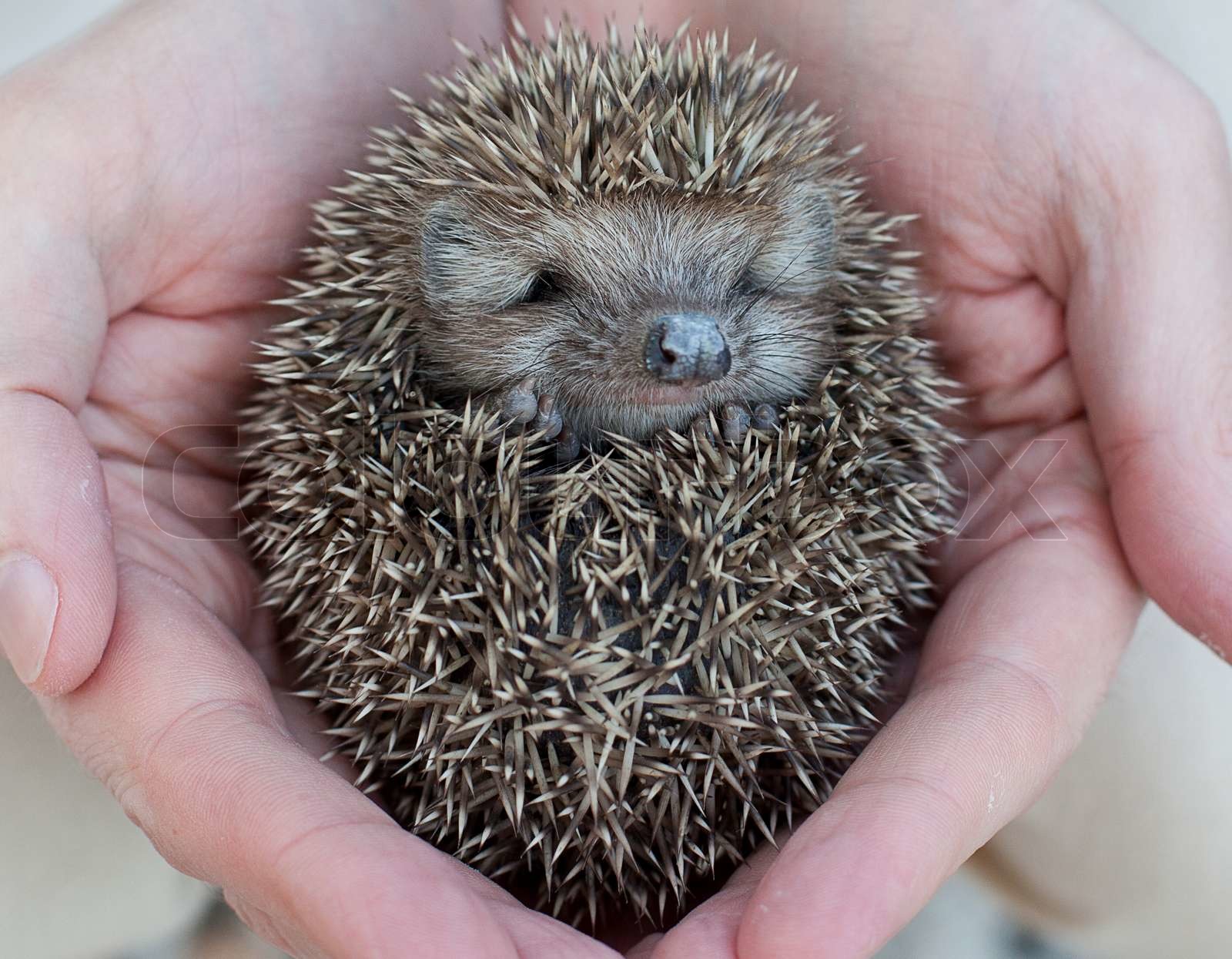niedliche Igel Baby in männlicher Hand, closeup | Stock Bild | Colourbox