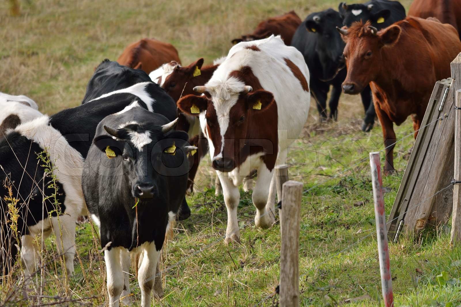 denmark, cows, cow | Stock image | Colourbox