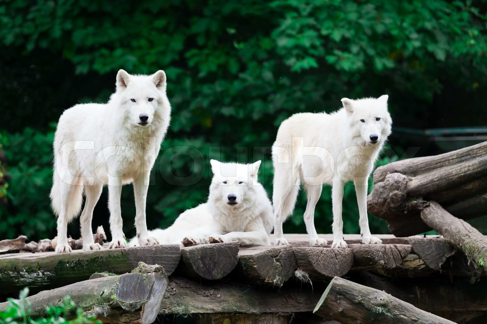 Arctic Wolves | Stock foto | Colourbox