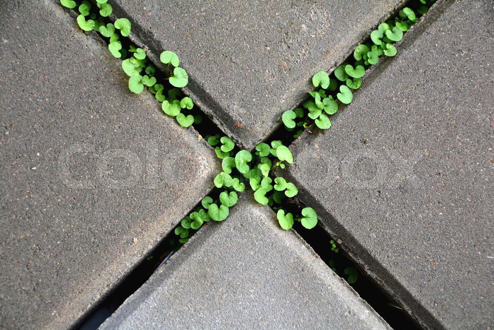 "Survivalist" | Stock image | Colourbox