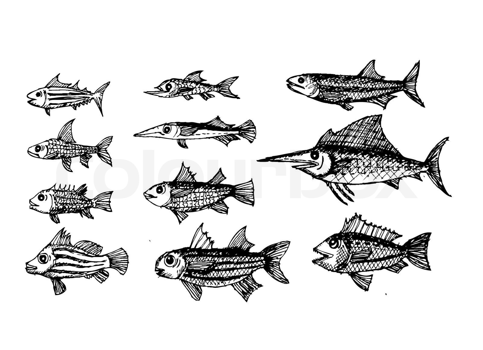 hand drawn fish Vector illustration | Stock vector | Colourbox