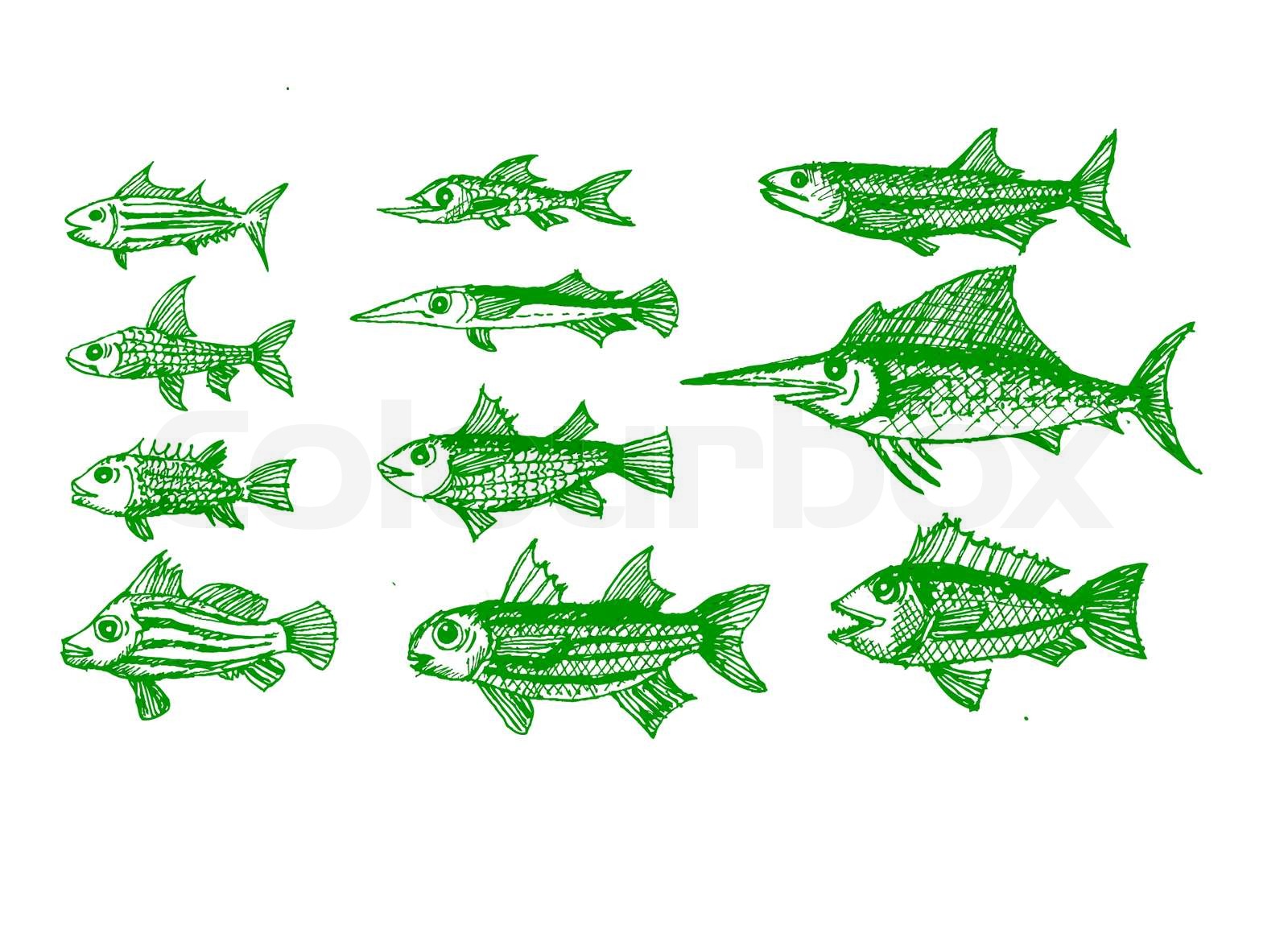 hand drawn fish Vector illustration | Stock vector | Colourbox