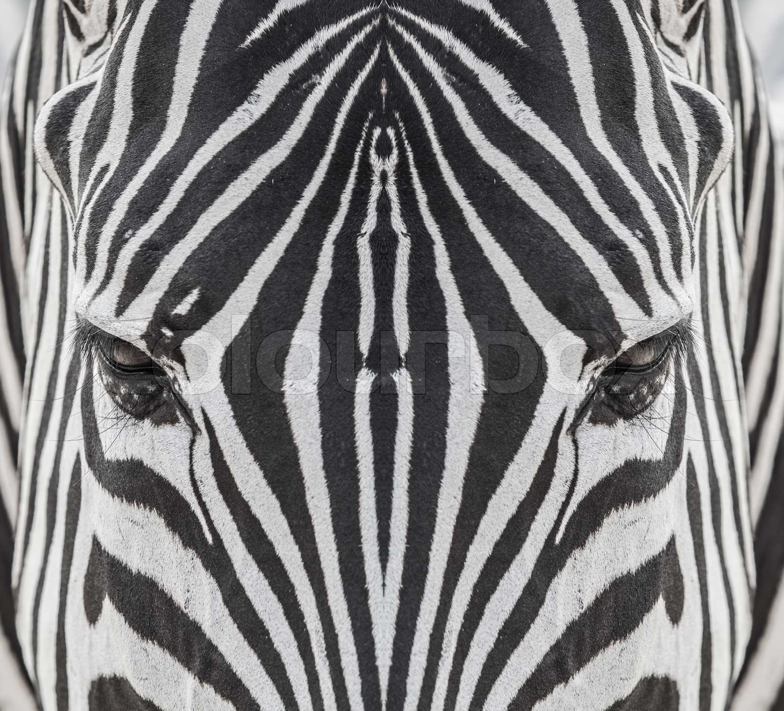 Zeebra skin | Stock image | Colourbox