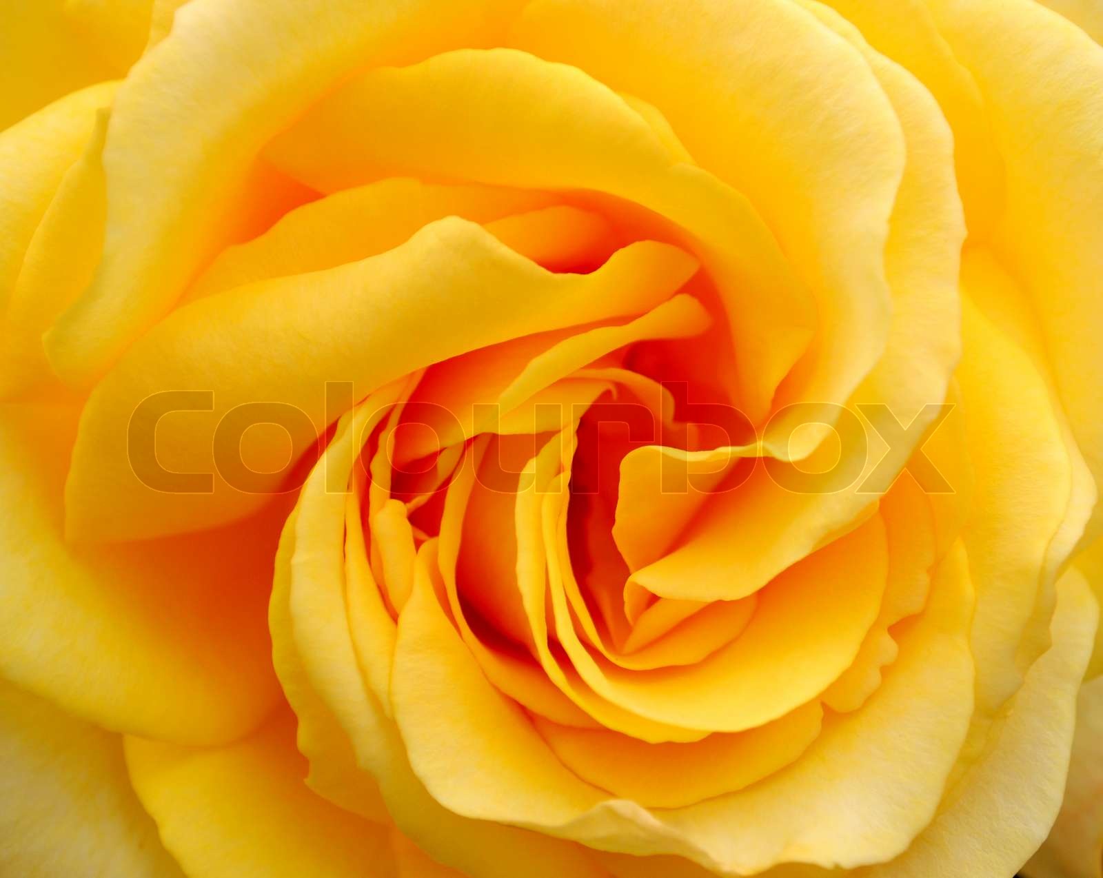 "Close-up of a perfect Yellow Rose" | Stock image | Colourbox