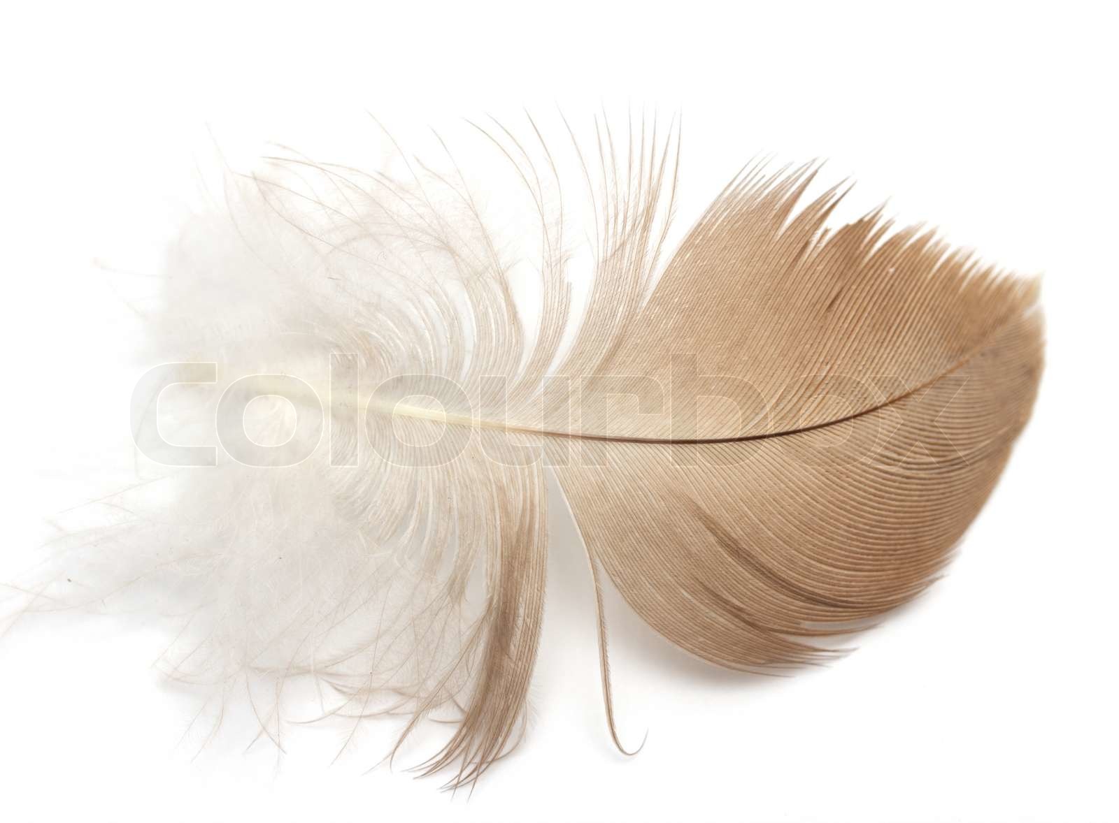 Feder auf weißem Hintergrund Makro | Stock Bild | Colourbox