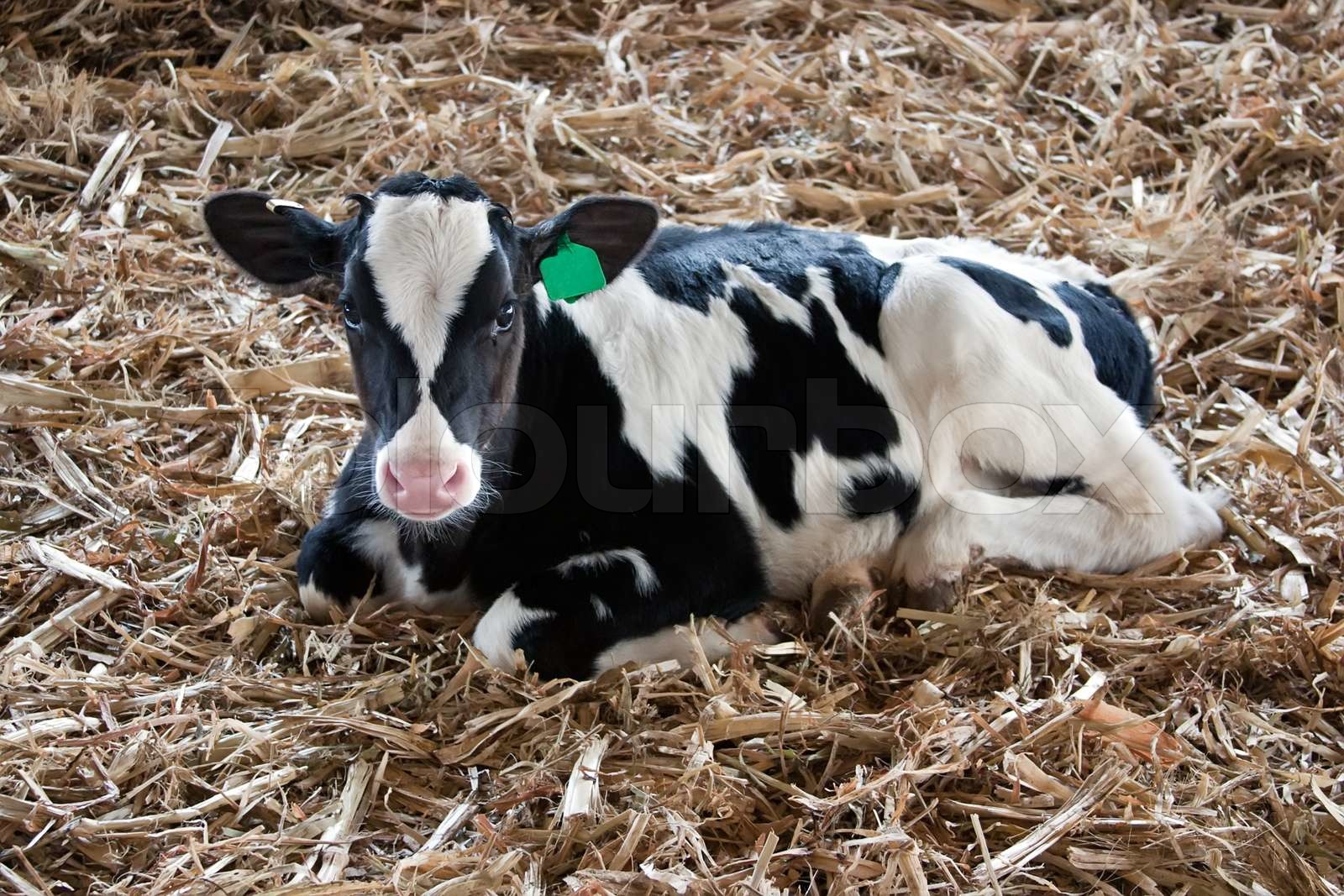 Kalb | Stock Bild | Colourbox