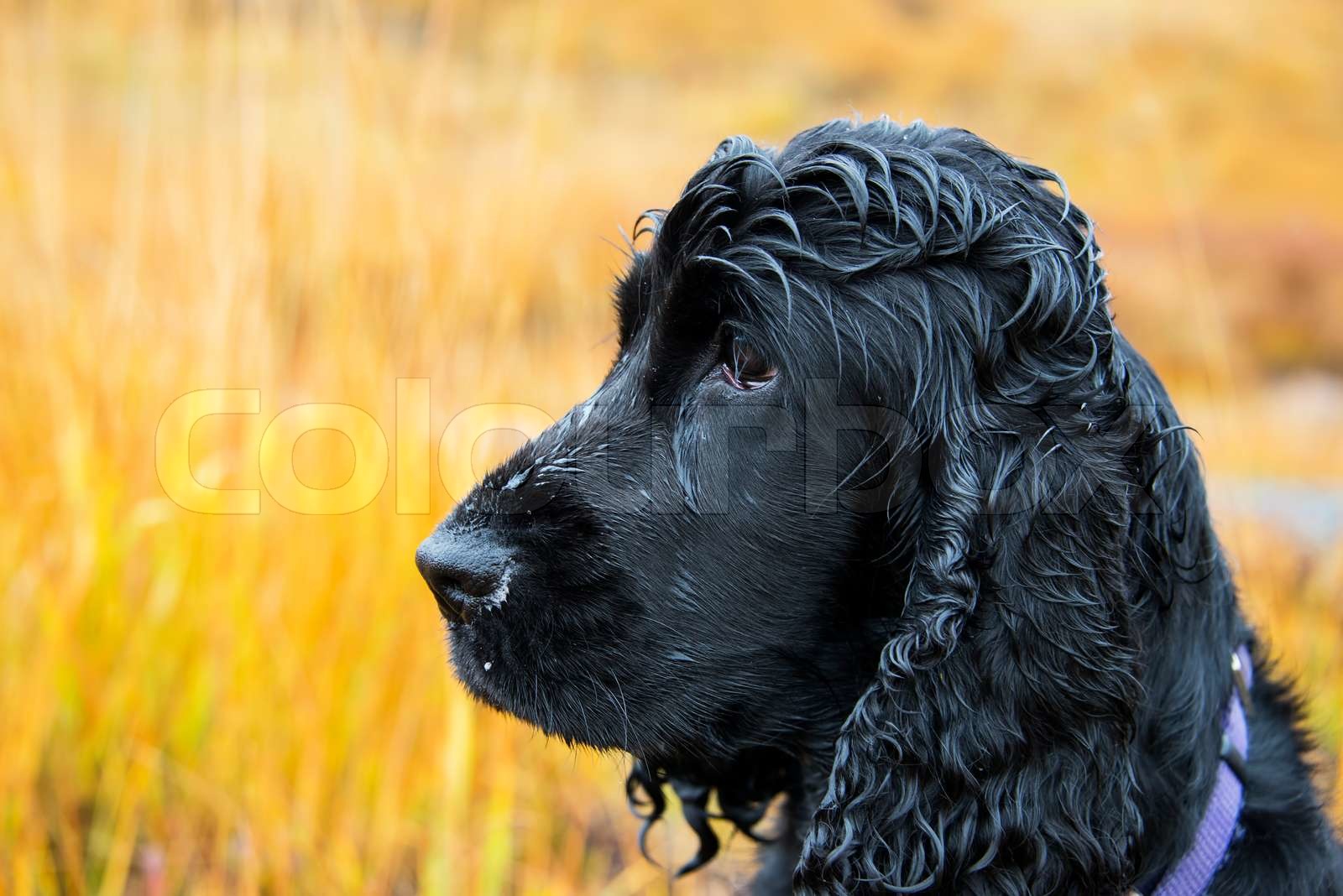 Black Spaniel Dog