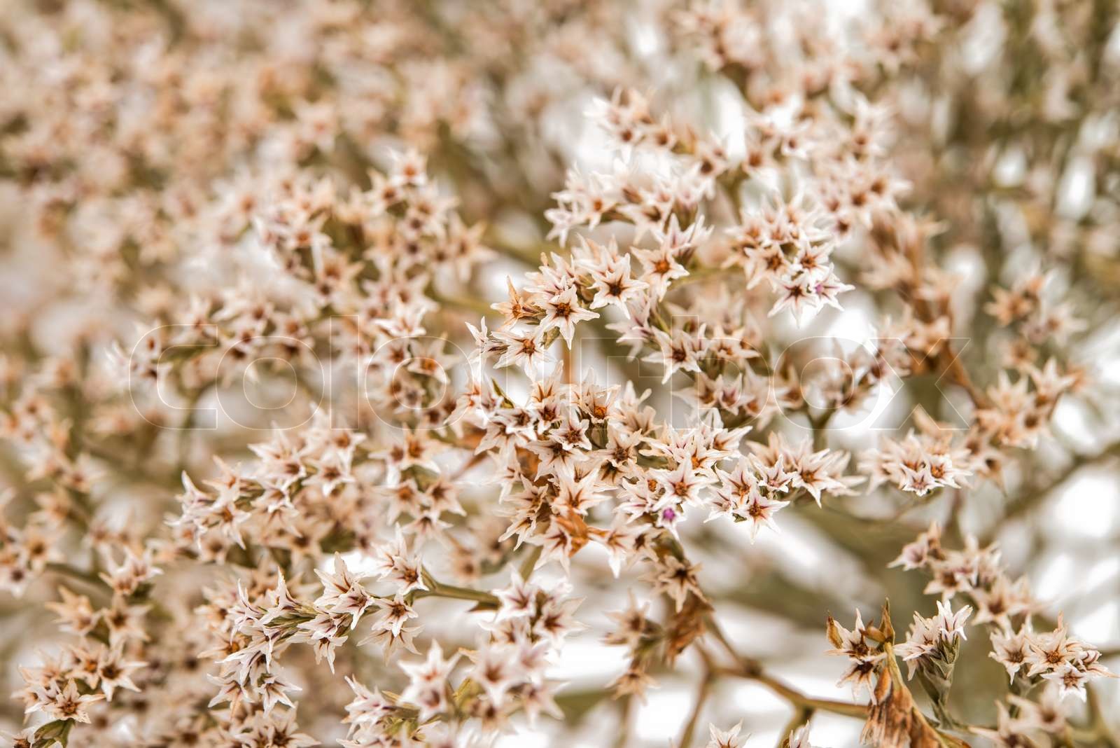 small dried flowers | Stock image | Colourbox