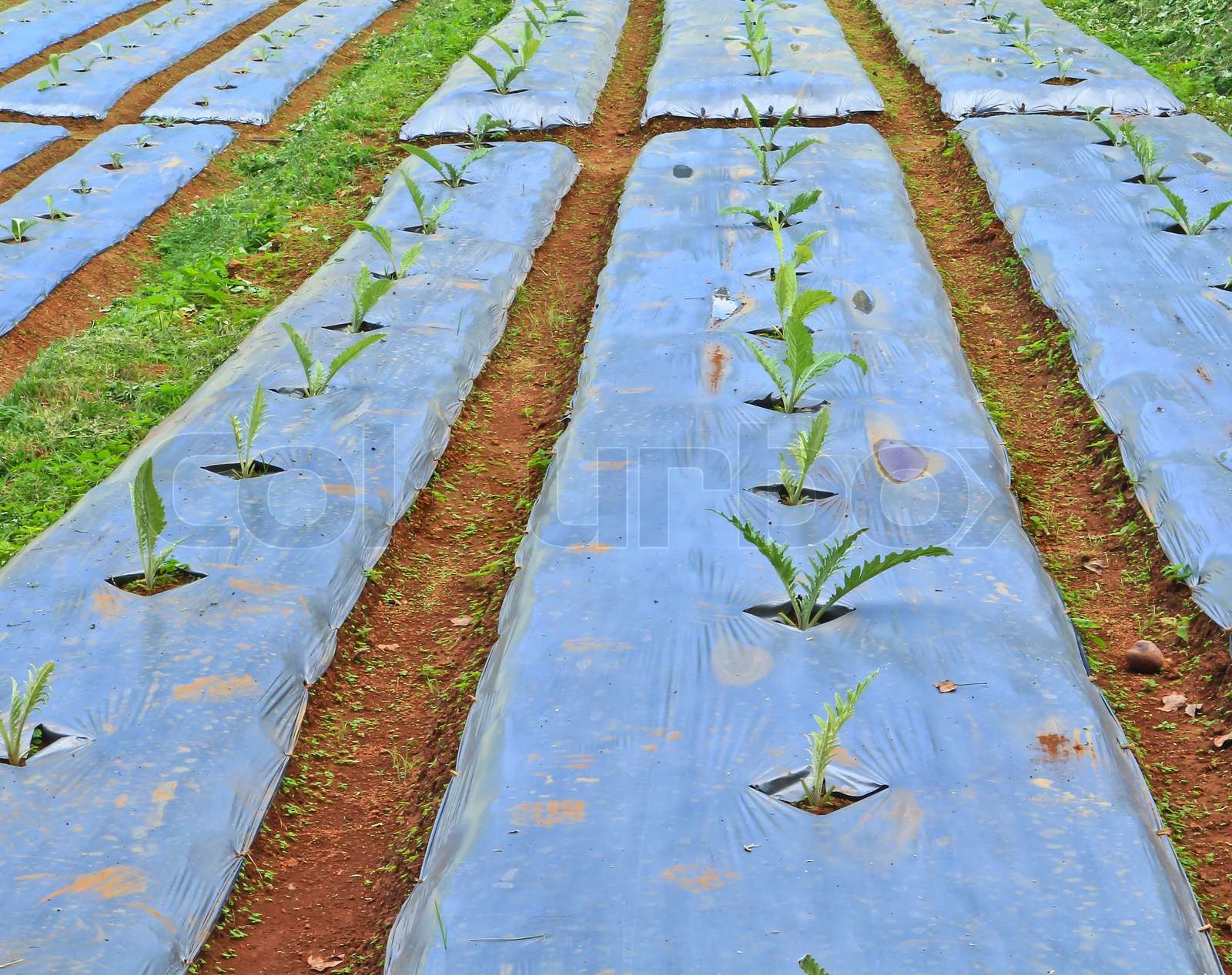 Vegetable plots | Stock image | Colourbox