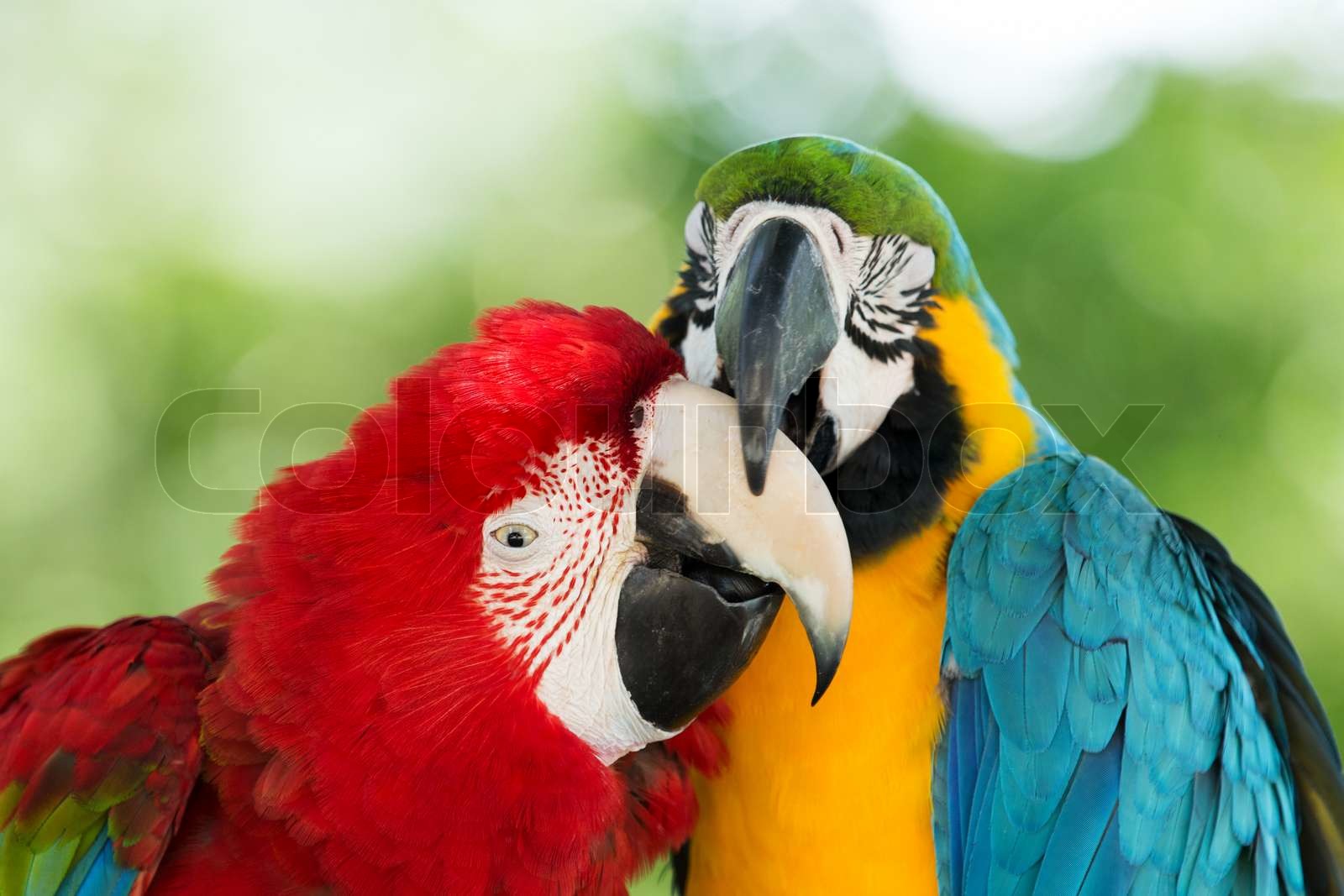 Bilder Von Papageien