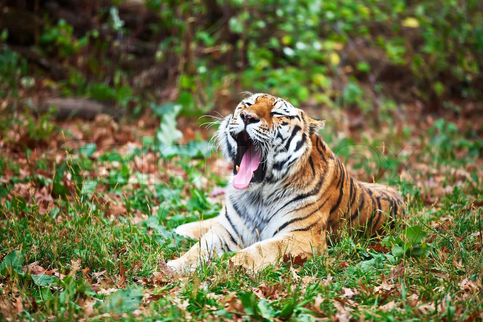 Photograph of a yawning Siberian tiger | Stock image | Colourbox