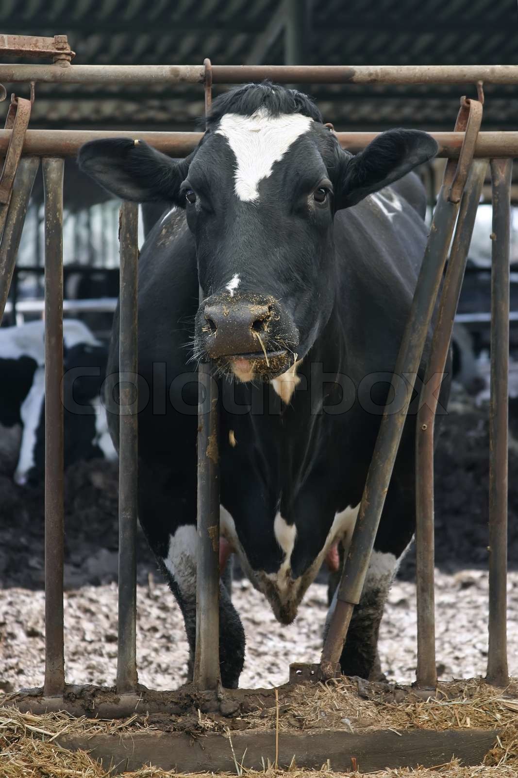 Cows in stable | Stock image | Colourbox