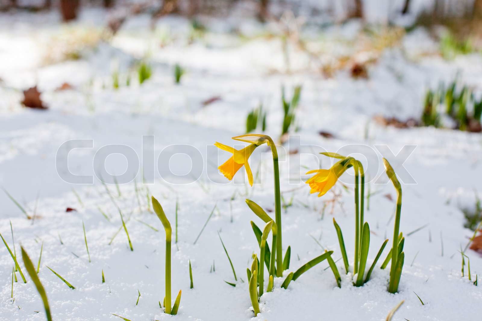 Daffodil blooming through the snow | Stock image | Colourbox