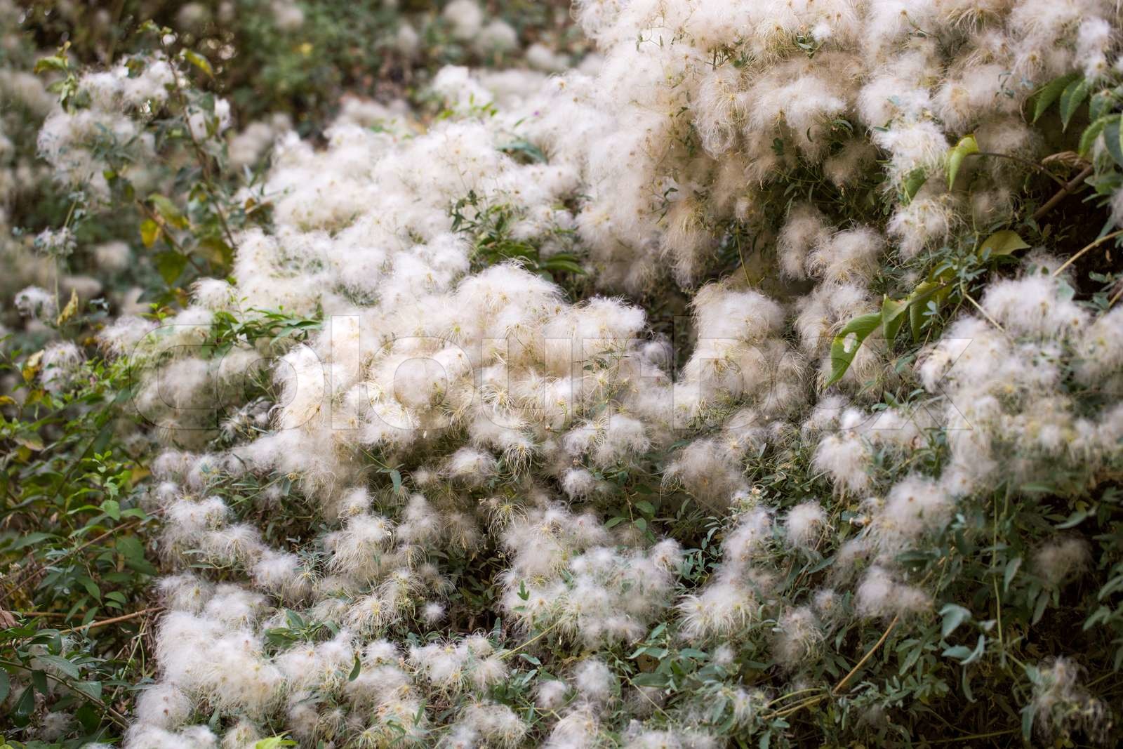 white fuzz on the tree in nature | Stock image | Colourbox