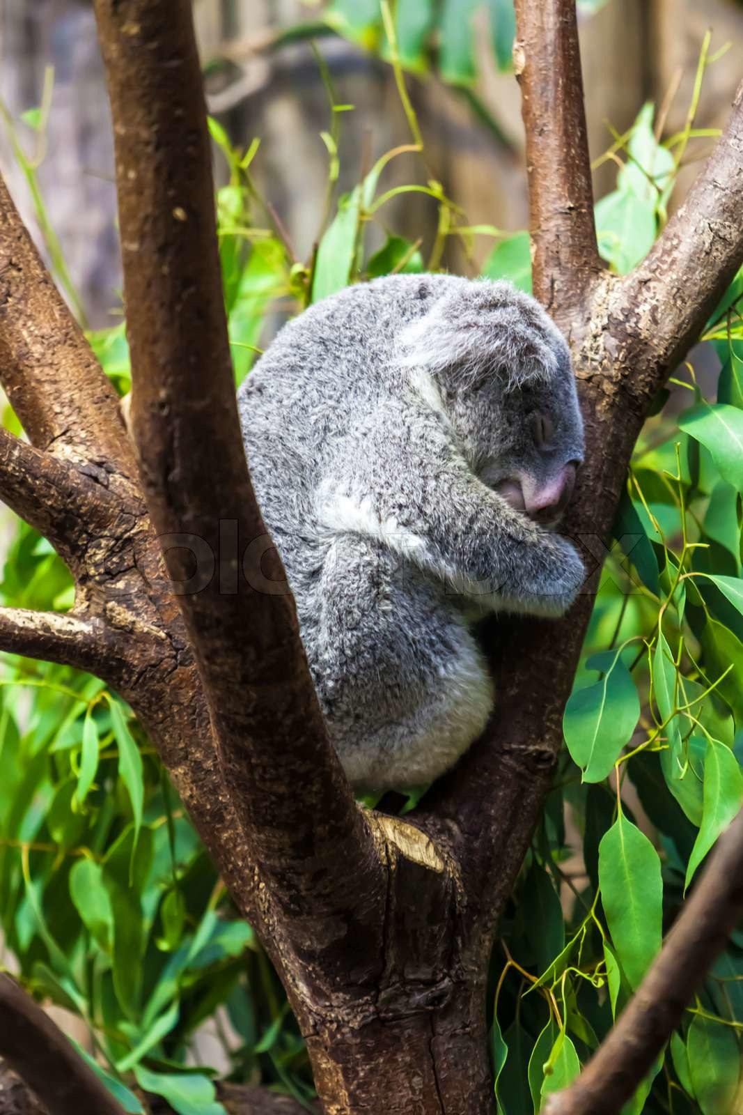 Sleeping koalas Koala Bear | Stock image | Colourbox