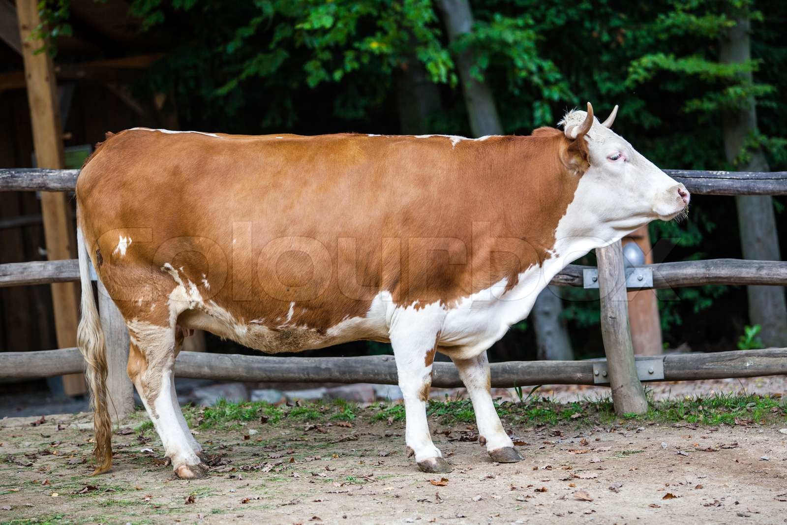 Cow | Stock image | Colourbox