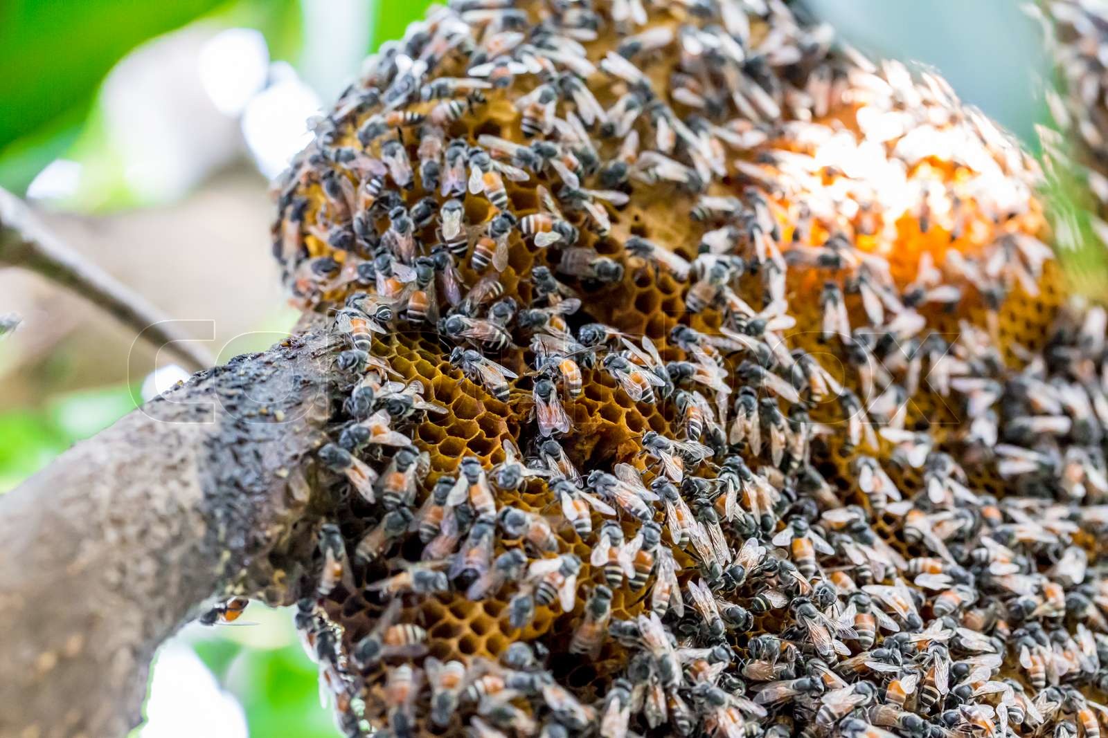 Many bees to a hive of bees | Stock image | Colourbox