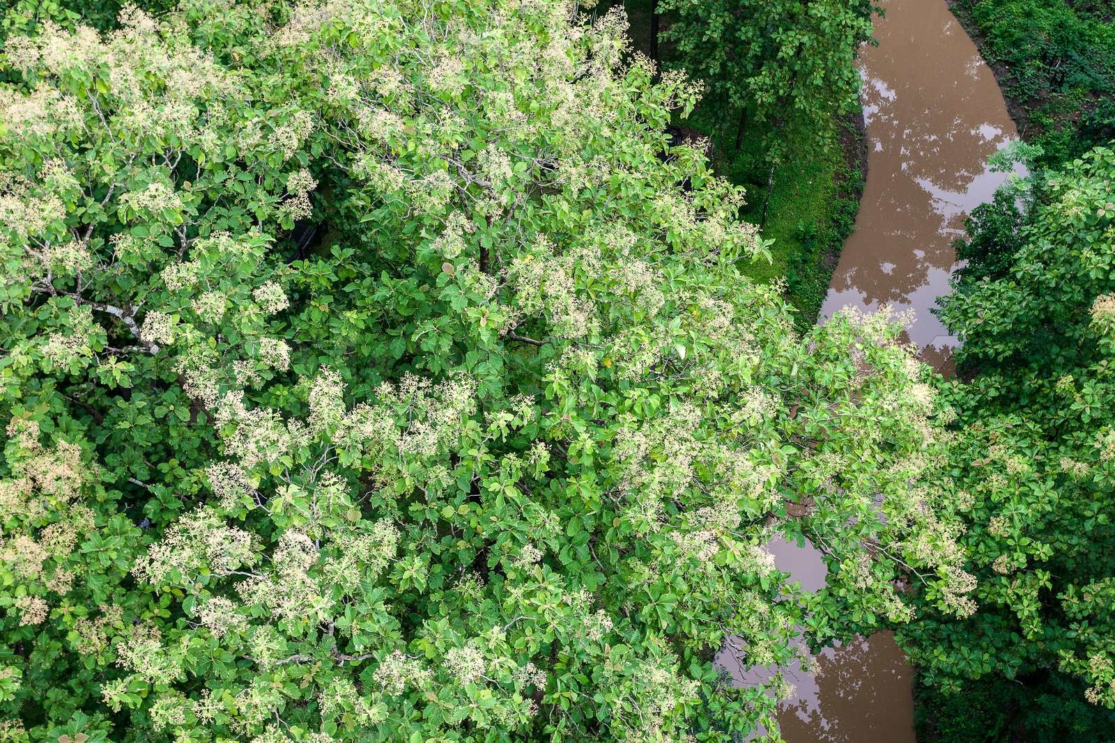 flower of teak tree | Stock image | Colourbox