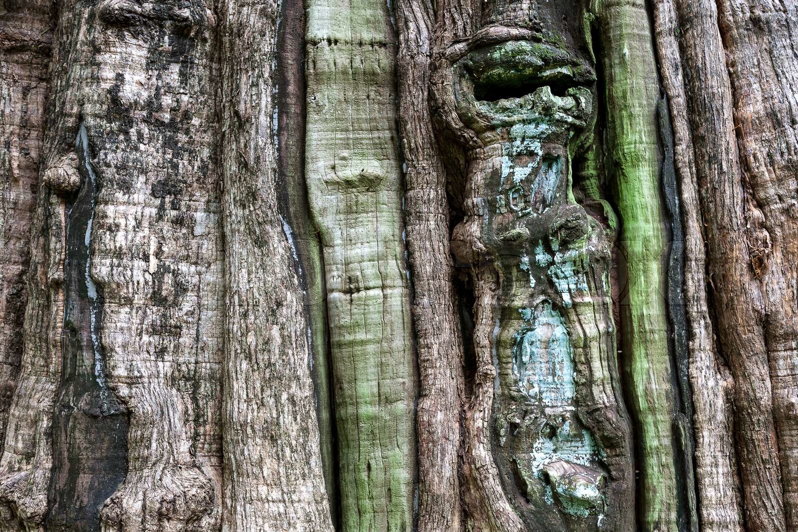 Bark of teak tree | Stock image | Colourbox