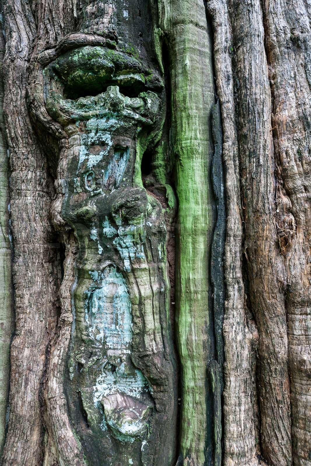 Bark of teak tree | Stock image | Colourbox