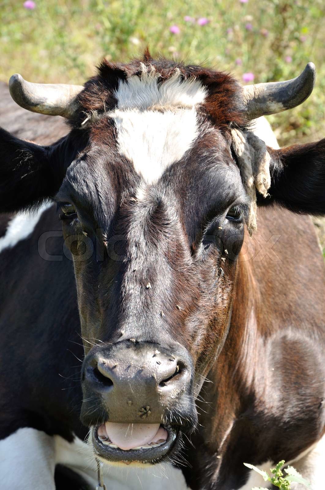 portræt af en ko | Stock foto | Colourbox