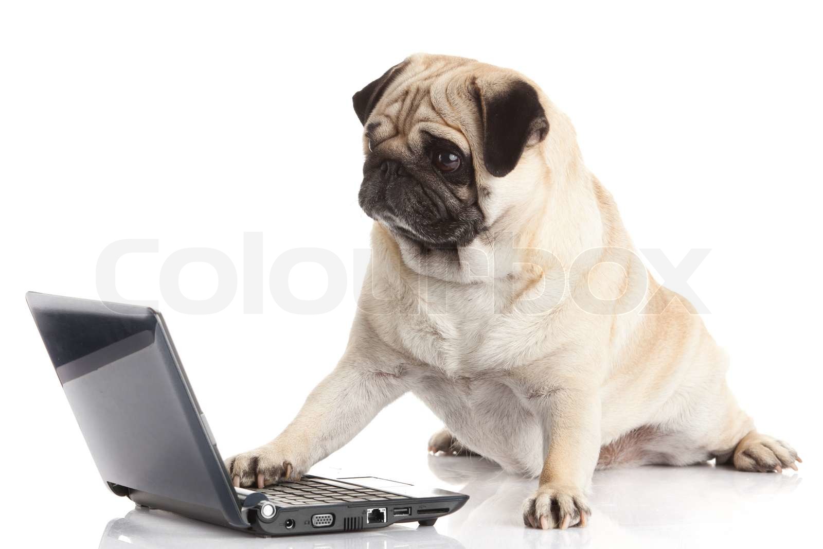 Mops mit Laptop | Stock Bild | Colourbox