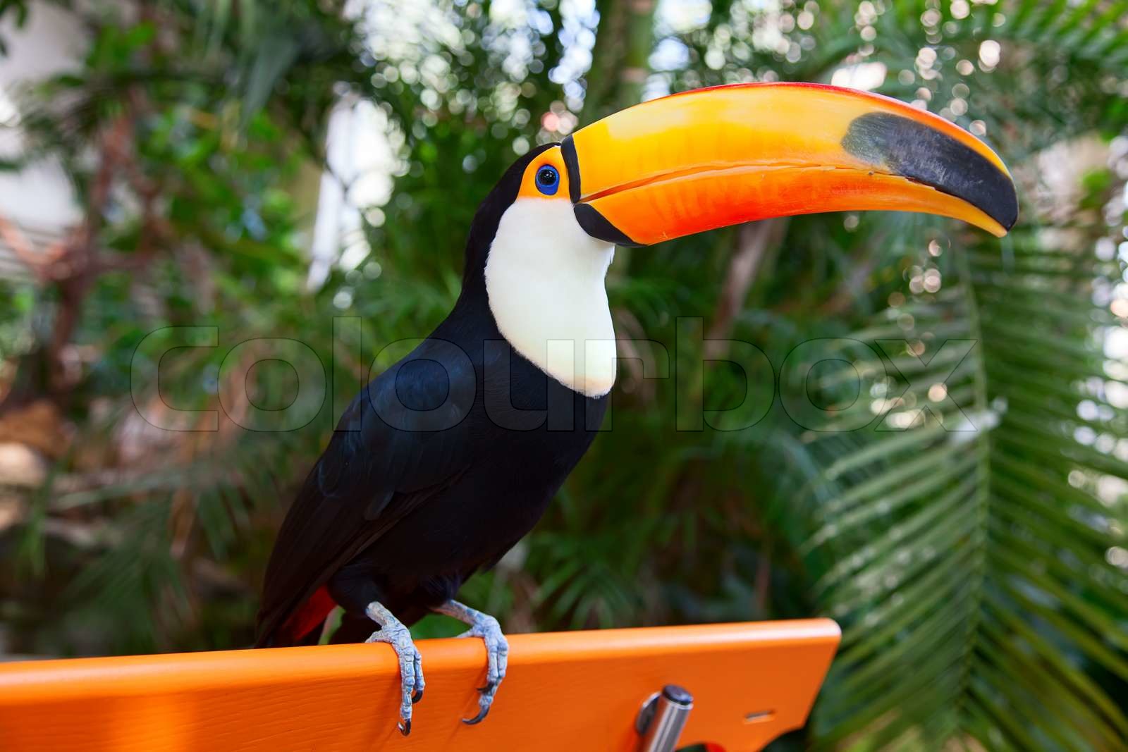 Colorful tucan | Stock image | Colourbox