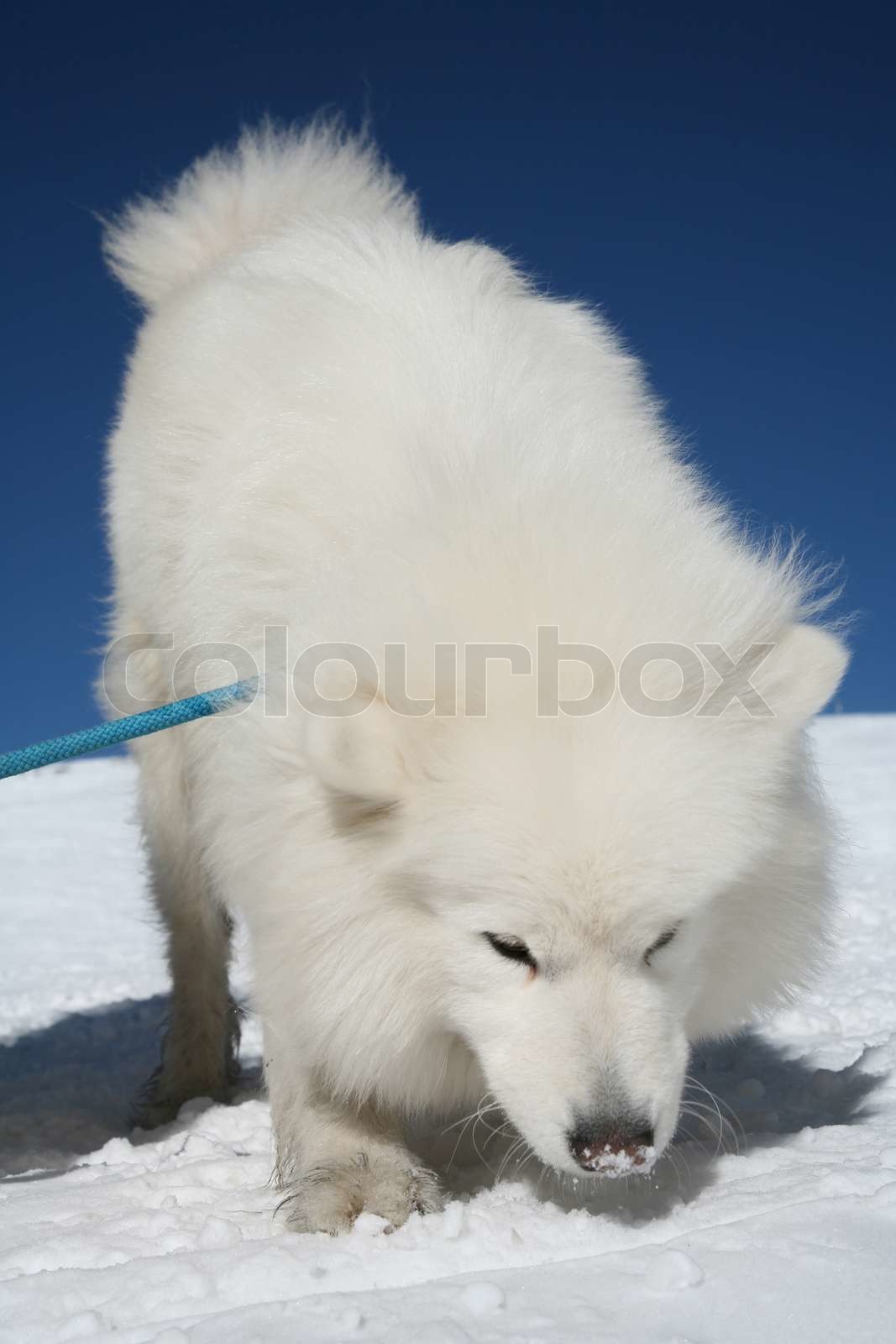 White dog in the snow | Stock image | Colourbox