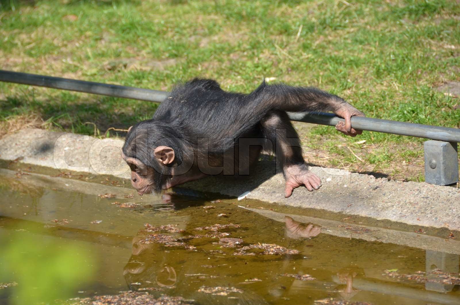 a young chimpanzee drinks from the moat | Stock foto | Colourbox