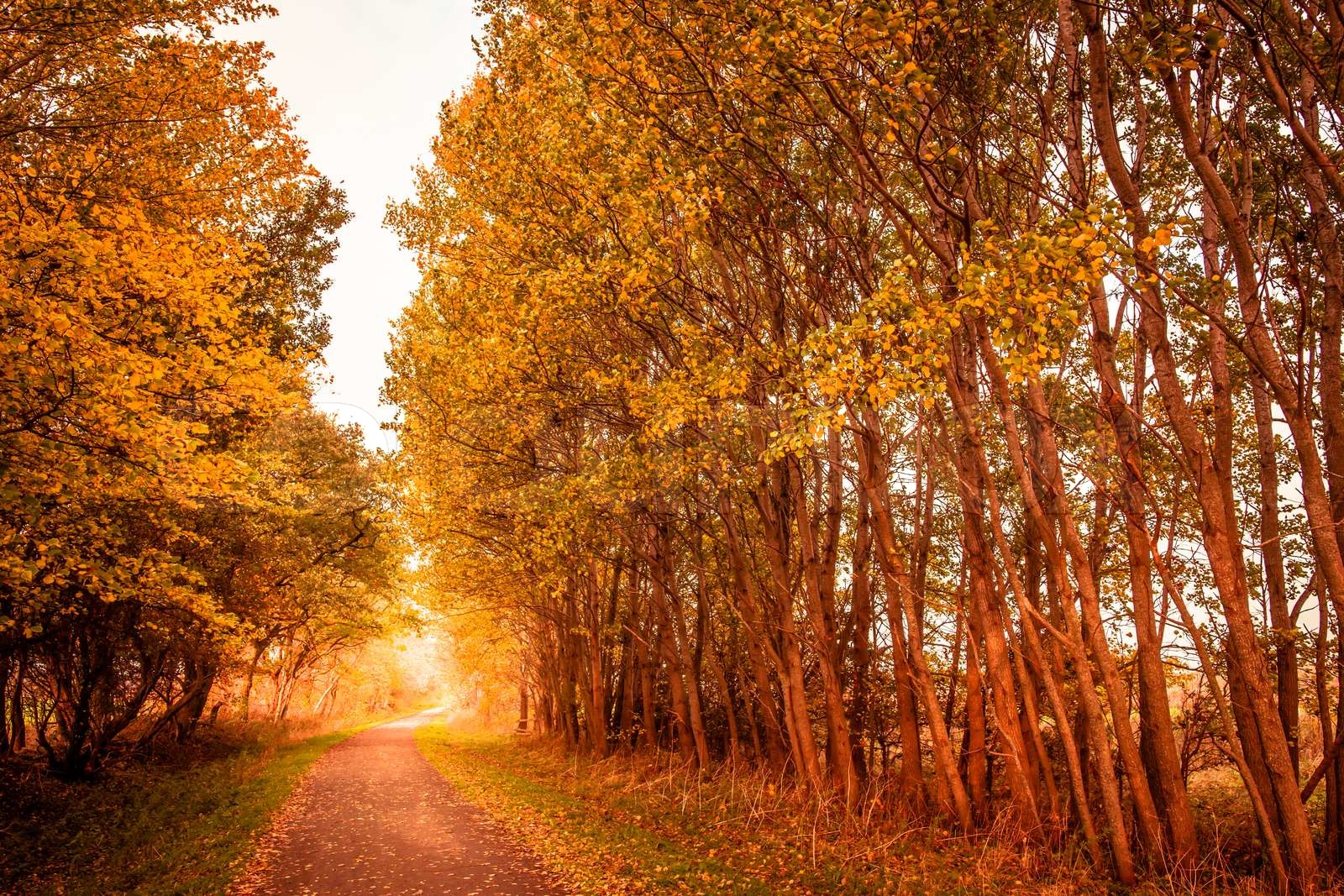 Autumn landscape with trees | Stock image | Colourbox