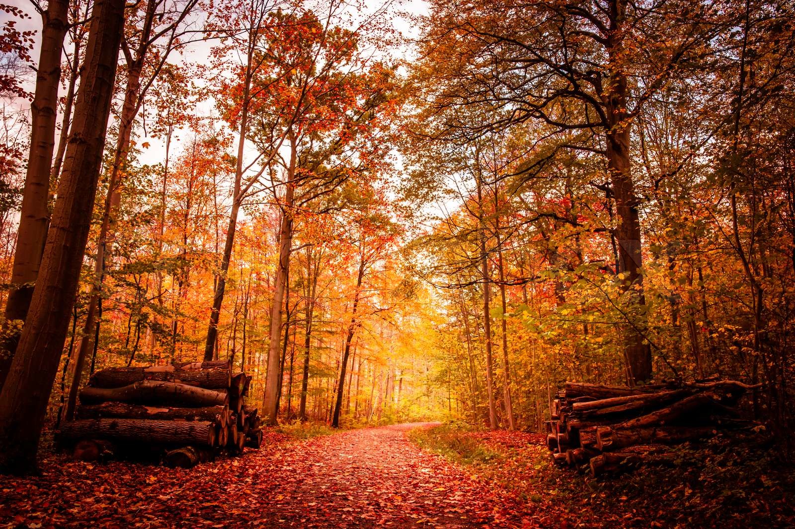 Forest in the fall | Stock image | Colourbox