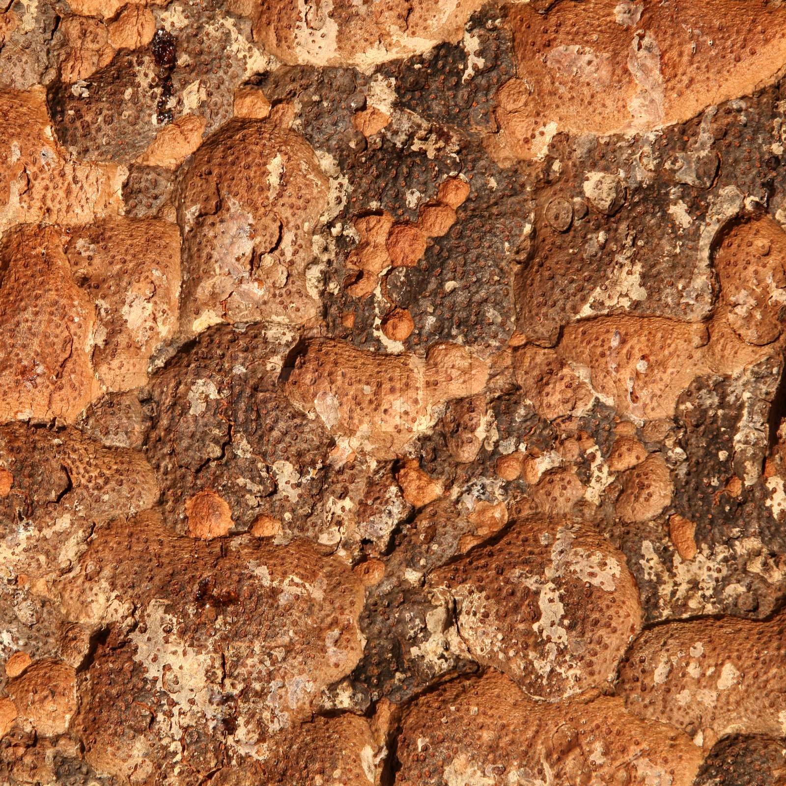Tree trunk skin | Stock image | Colourbox