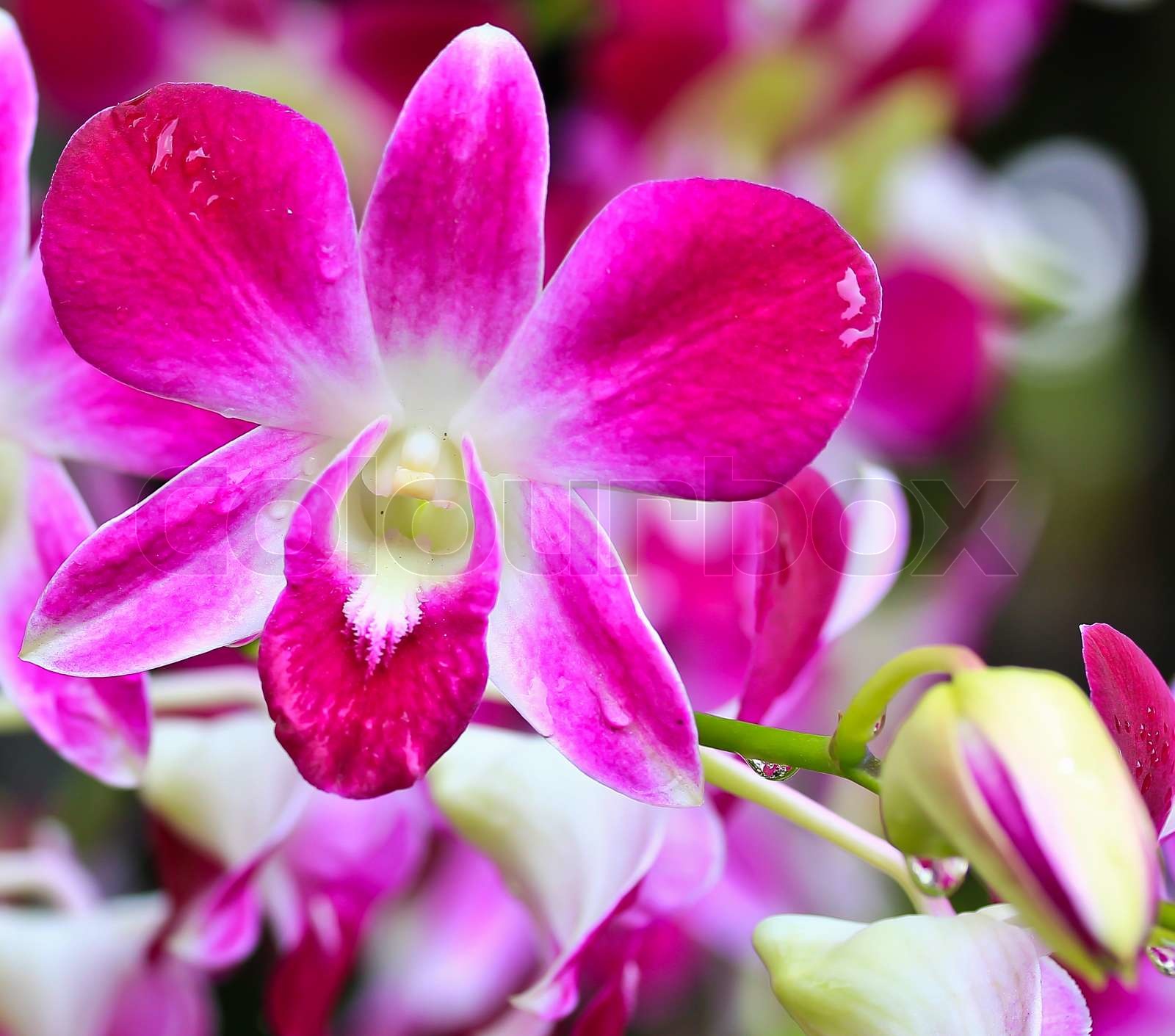 orkidé | Stock foto | Colourbox