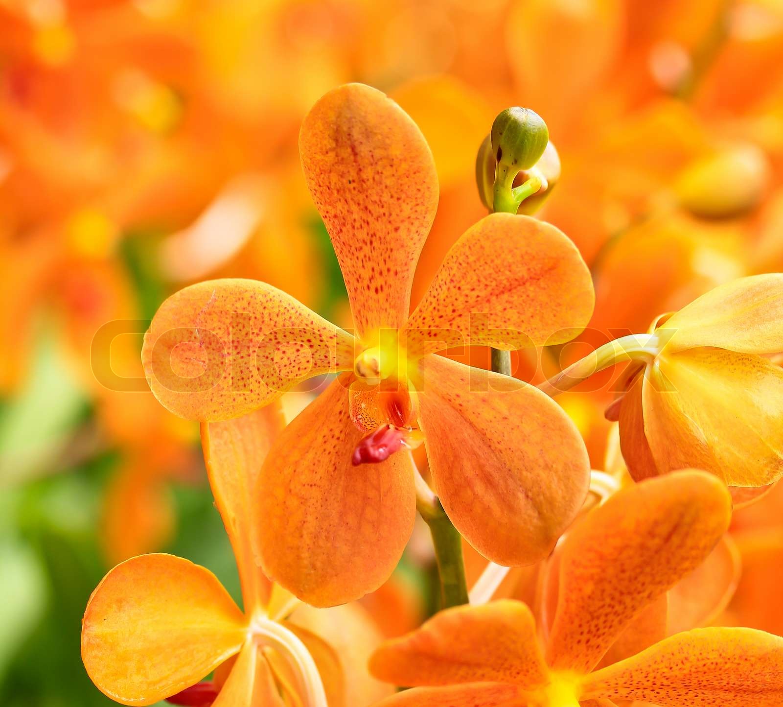 Orchidee 022 Kostenloses Hintergrundbild