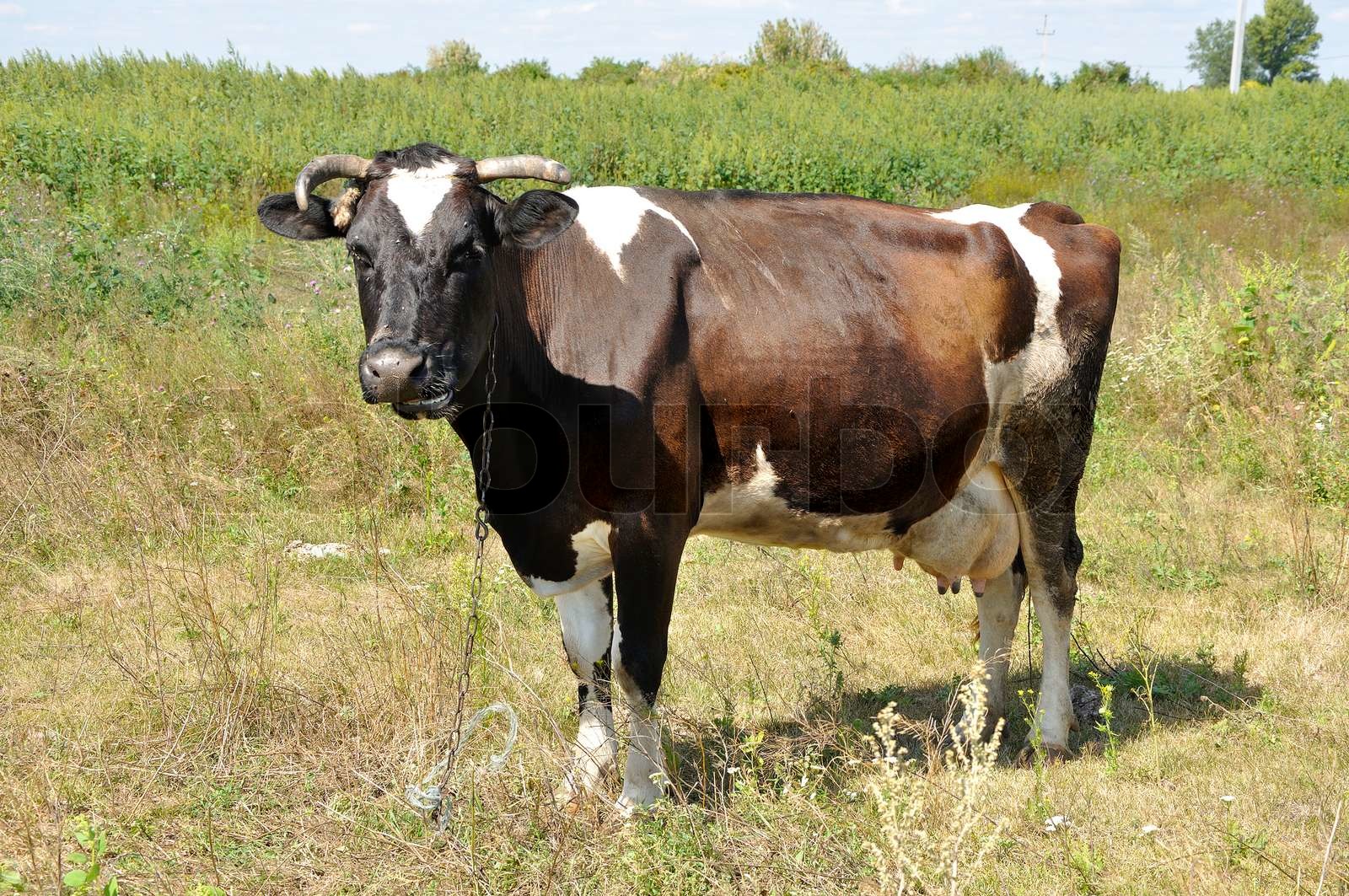 portræt af en ko | Stock foto | Colourbox