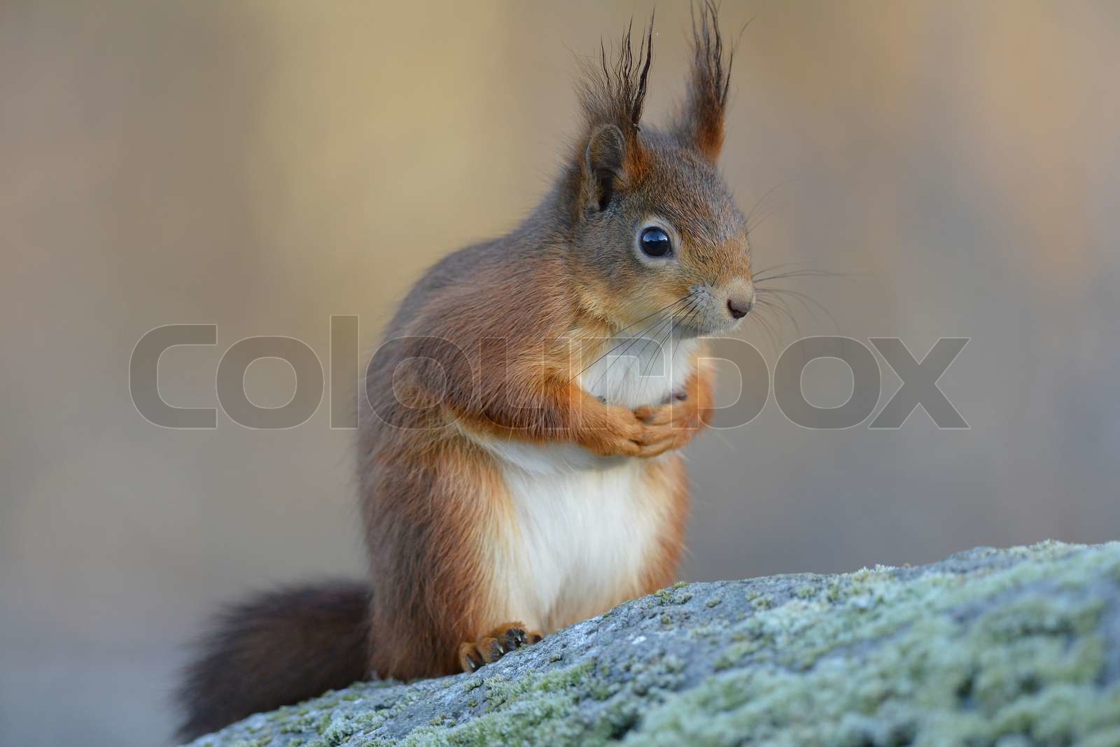 Rødt Egern, Danmark | Stock image | Colourbox