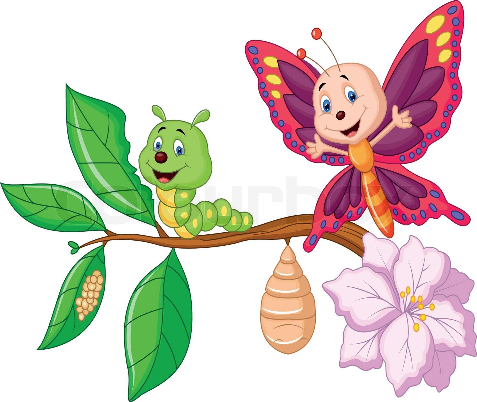 Cartoon Butterfly metamorphosis | Stock vector | Colourbox