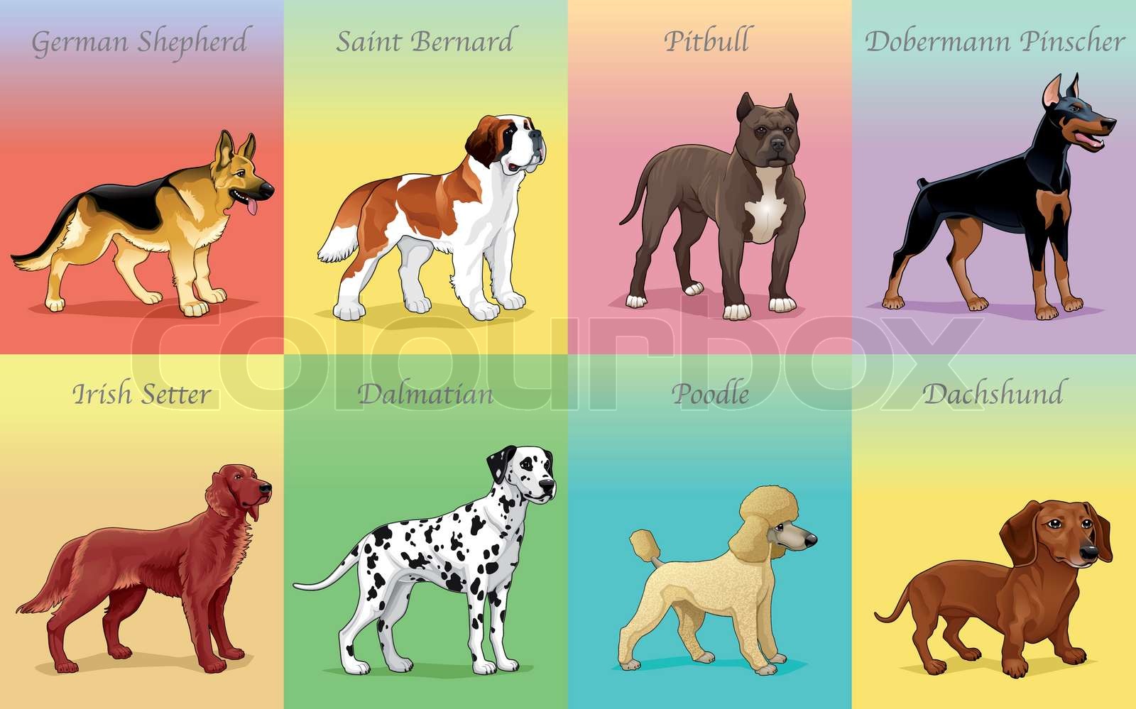 Grupper af hunden . | Stock vektor | Colourbox