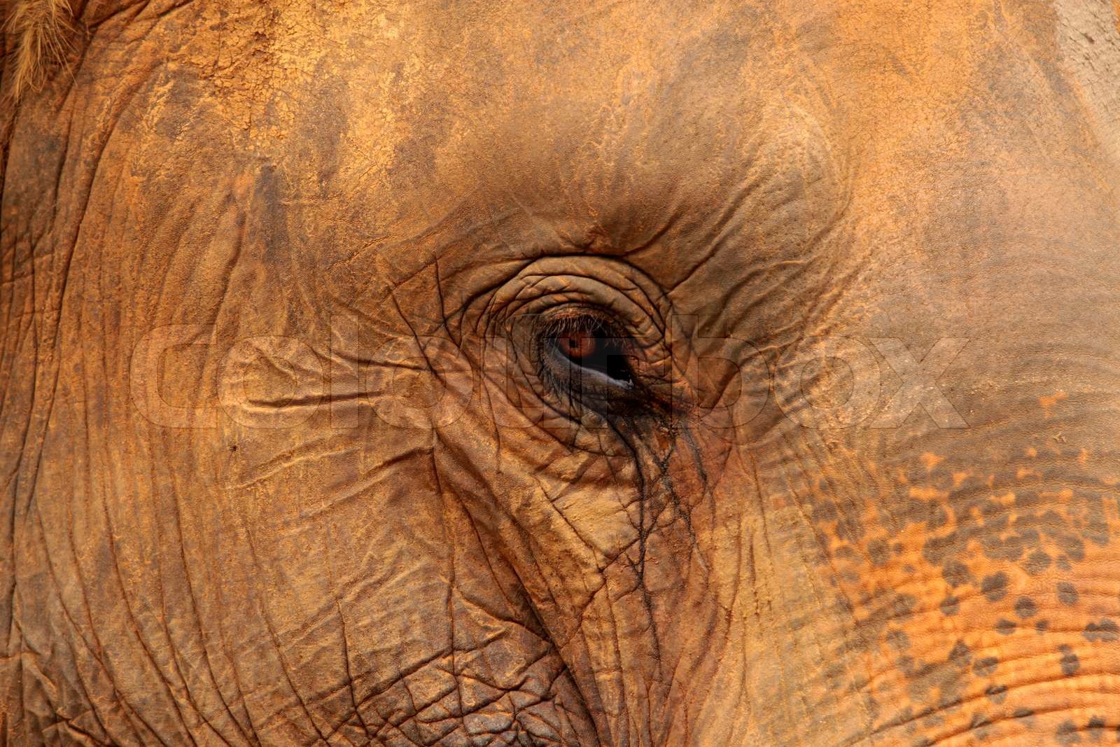 Elephant skin | Stock image | Colourbox